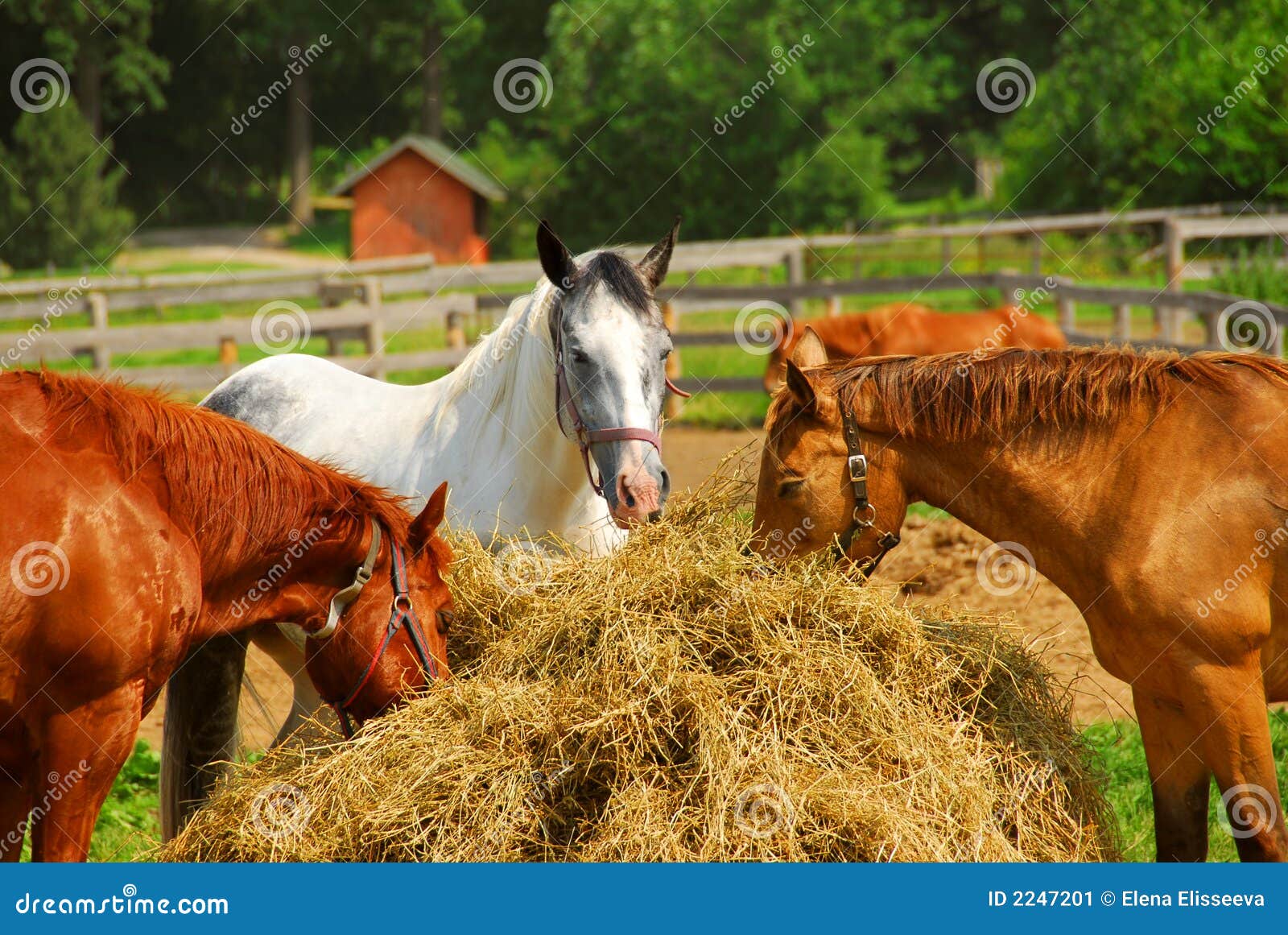 Horses at the ranch stock image. Image of field, animal - 2247201