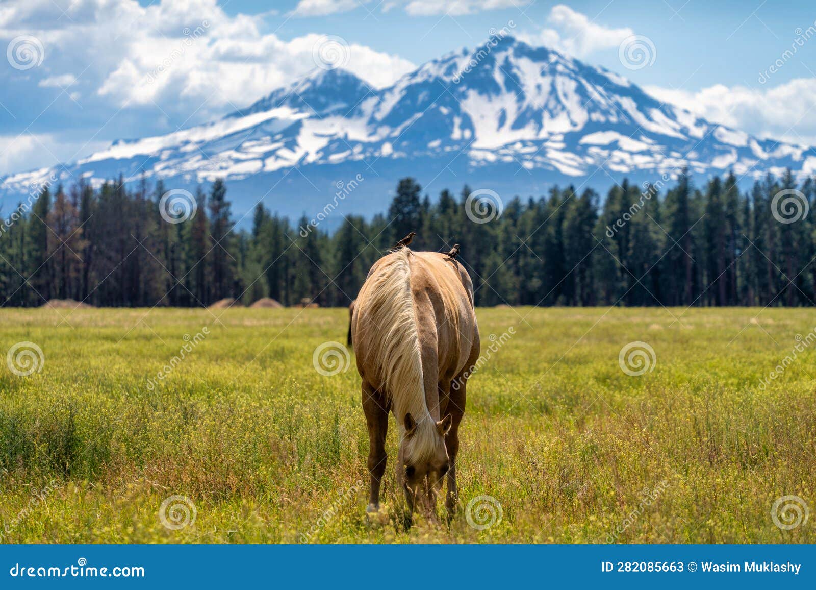 Horses on a Ranch in Central Oregon with the Cascade Mountains Stock ...