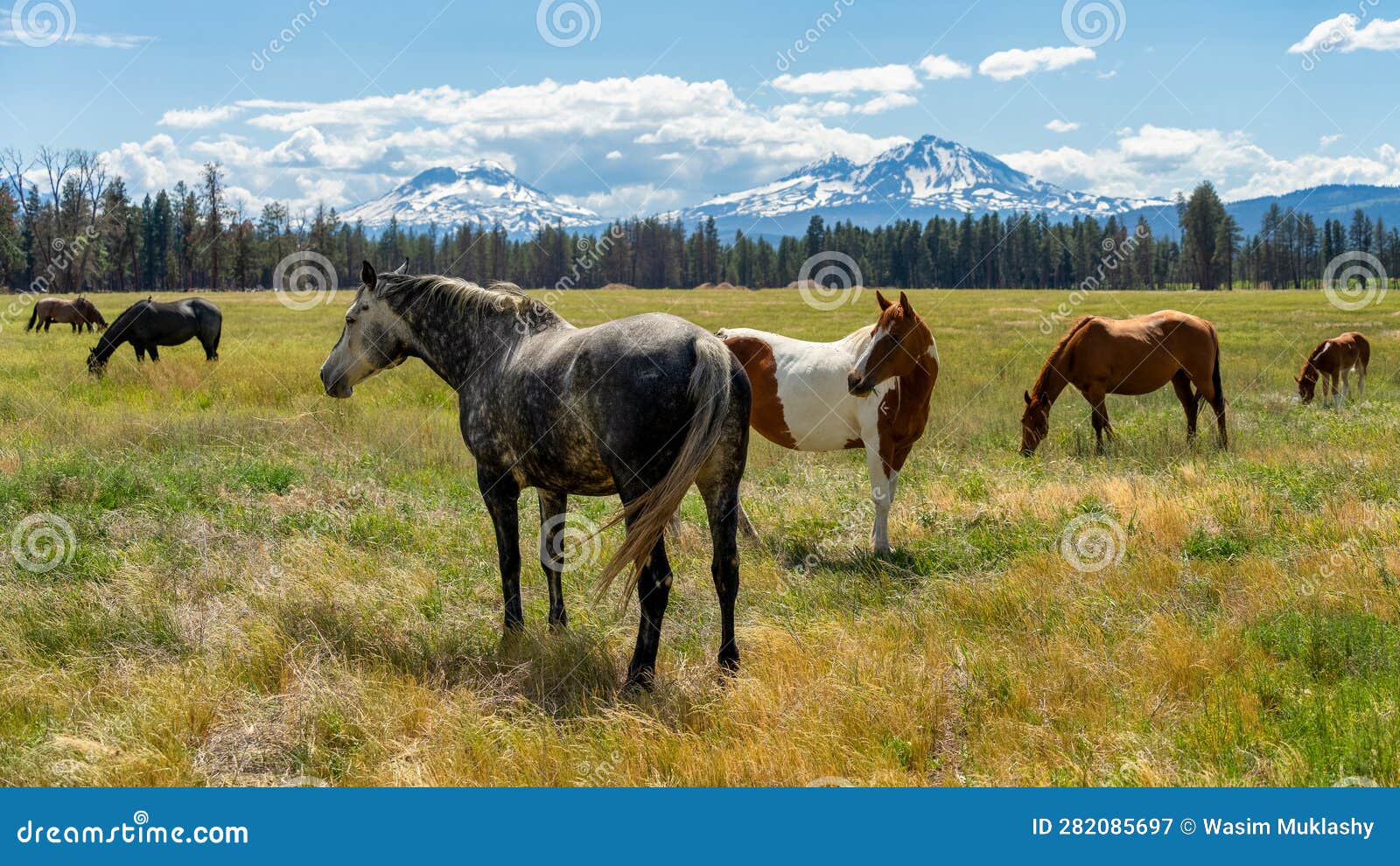 Horses on a Ranch in Central Oregon with the Cascade Mountains Stock ...
