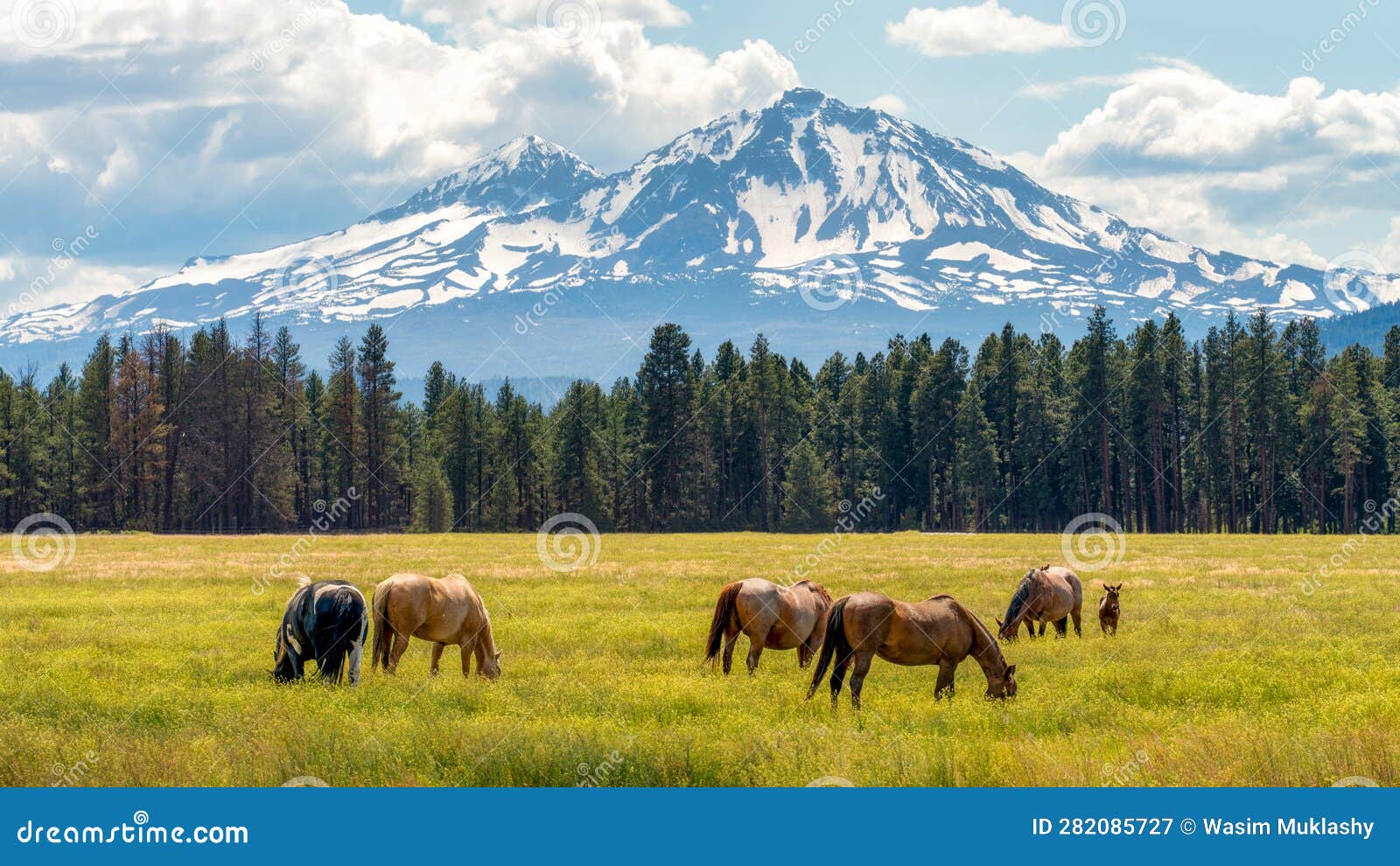 Horses on a Ranch in Central Oregon with the Cascade Mountains Stock ...
