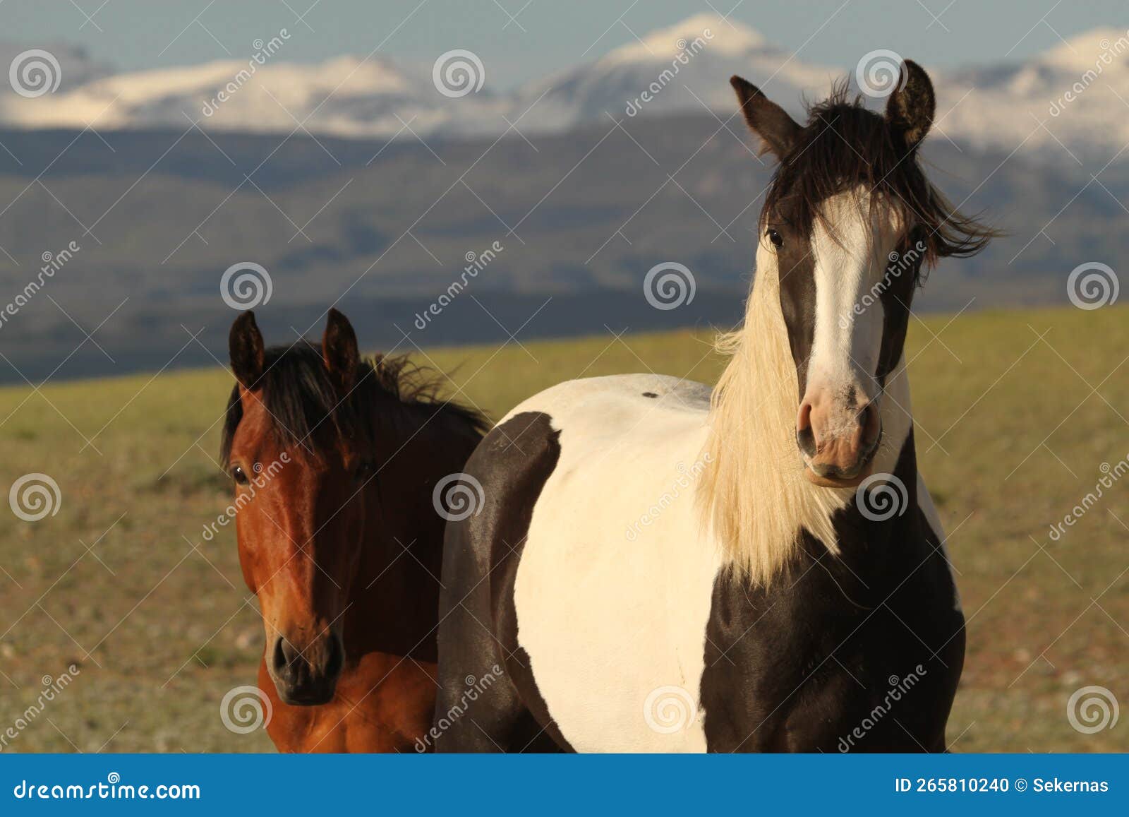 Horses on the Range, Wyoming Stock Photo - Image of ranch, prairie ...