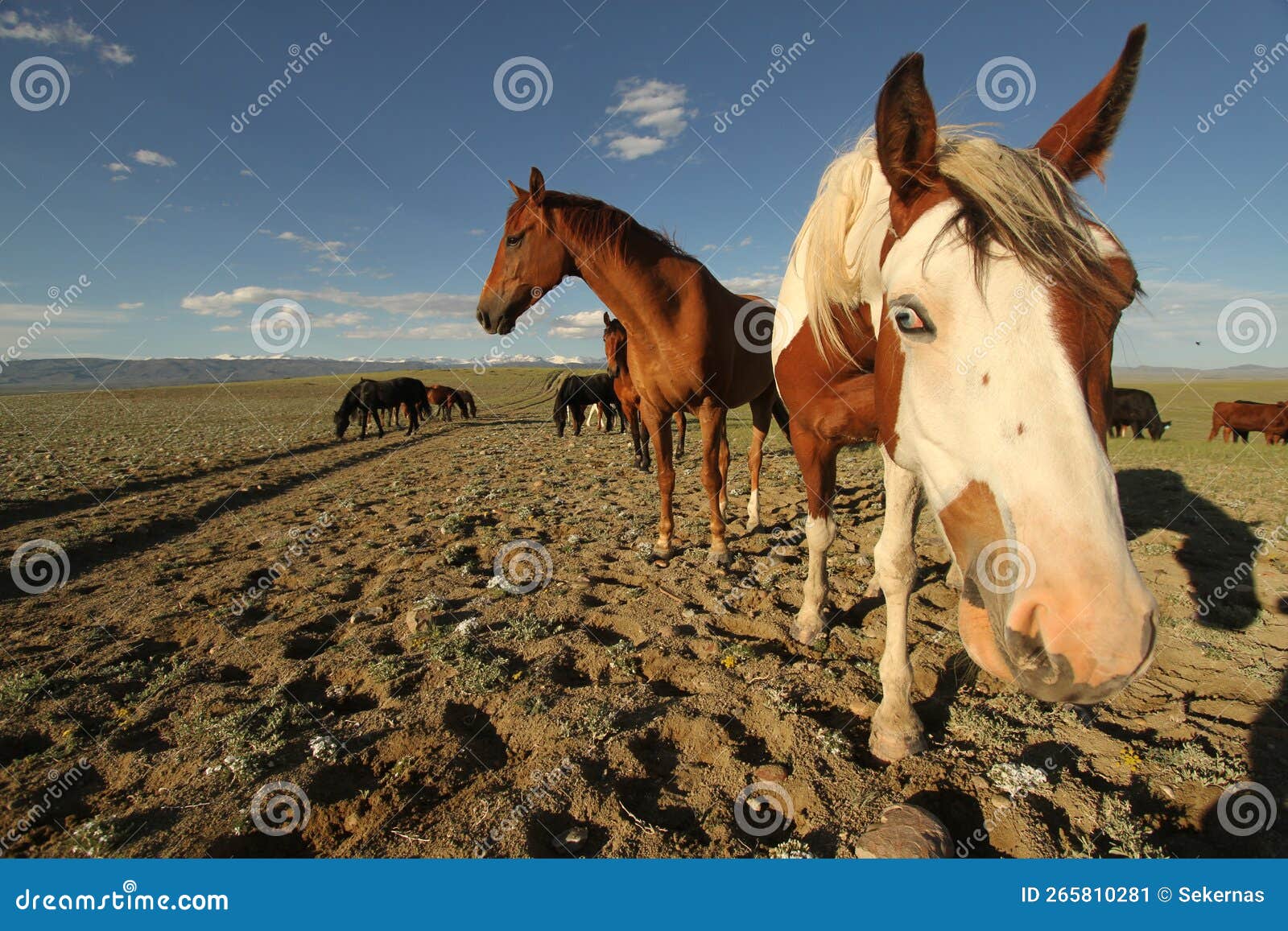 Horses on the Range, Wyoming Stock Image - Image of animals, freedom ...