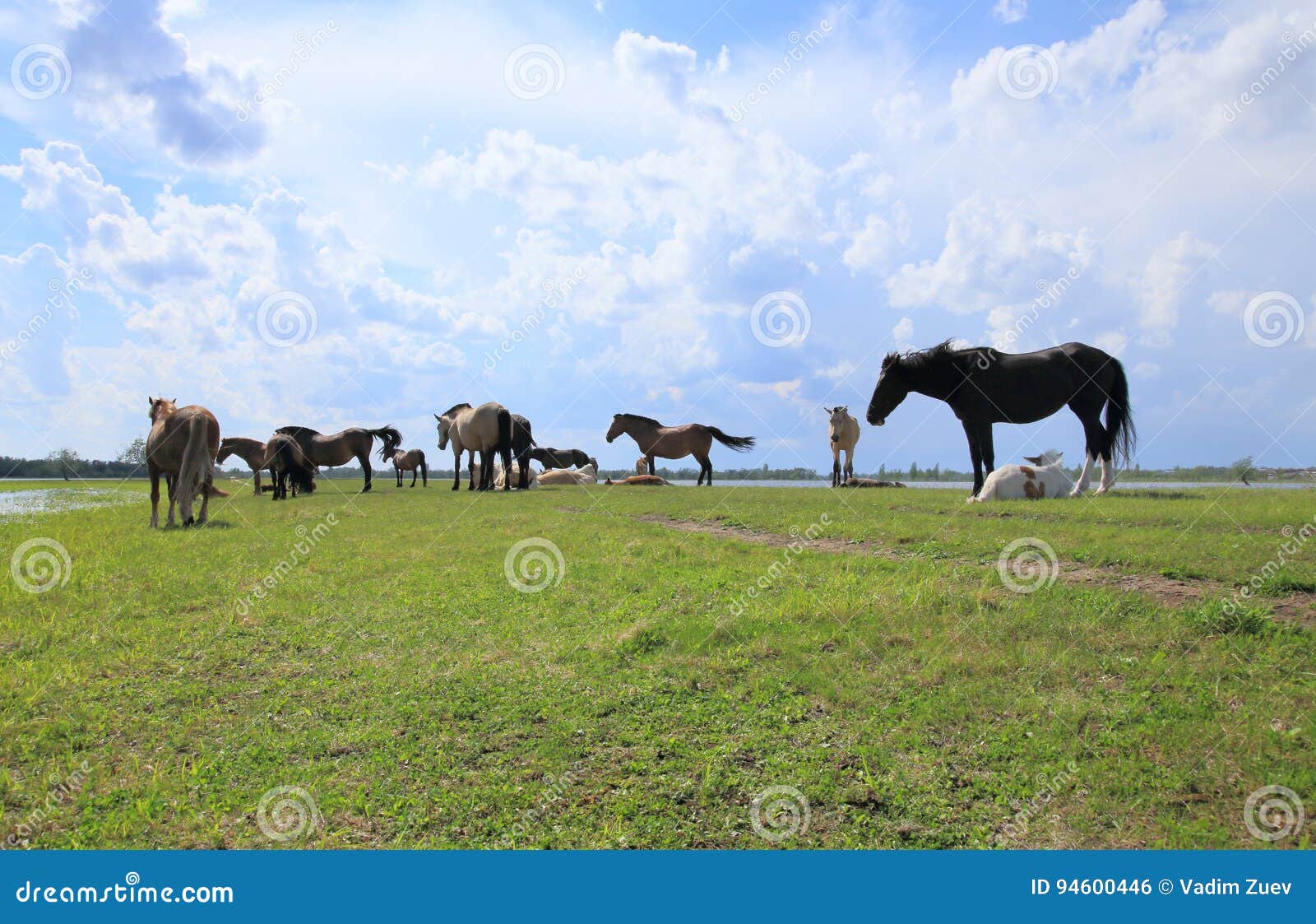 Horses rest on the meadow. stock photo. Image of young - 94600446