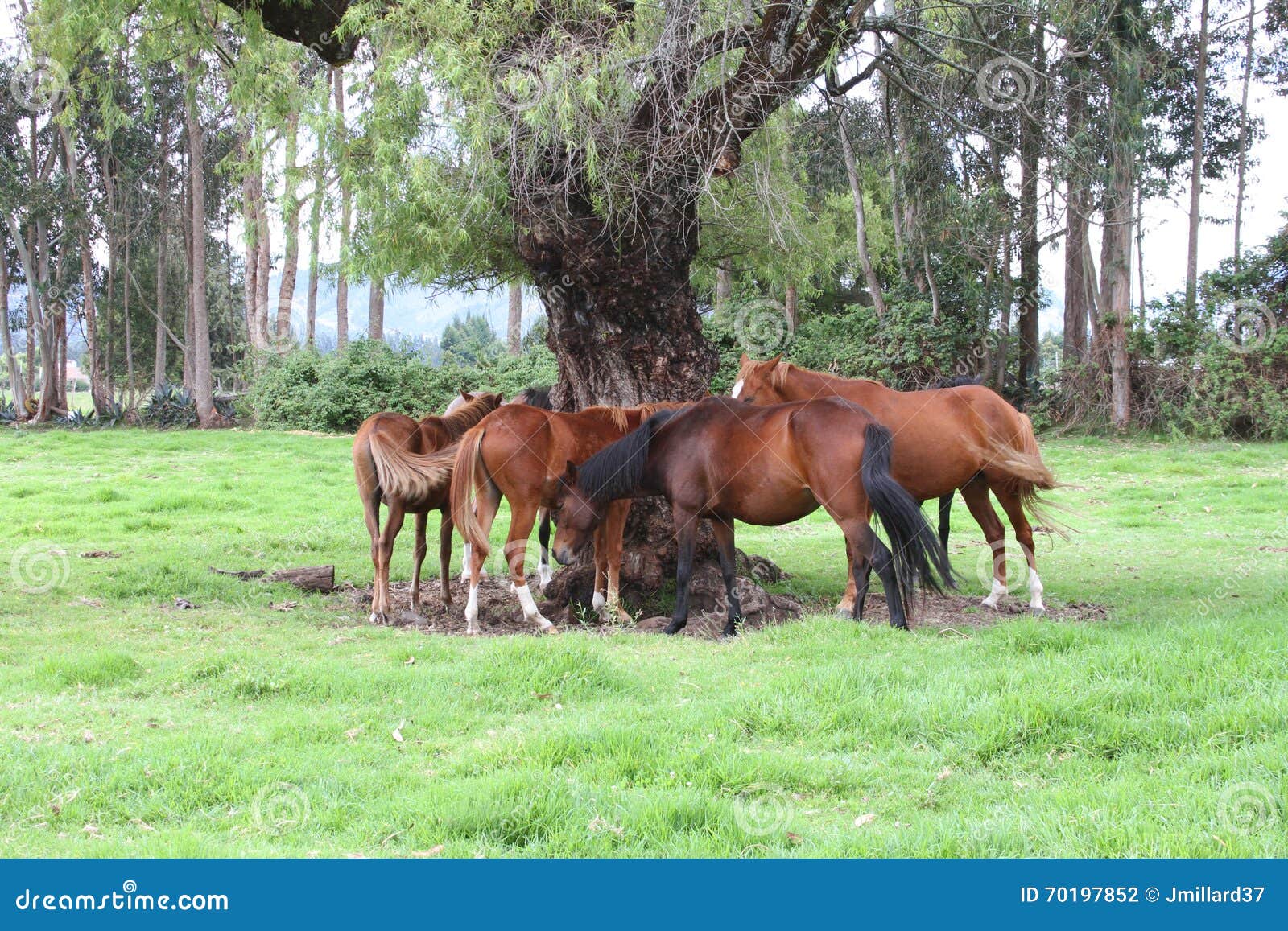 Horses Resting Under a Large Tree Stock Photo - Image of group, summer ...