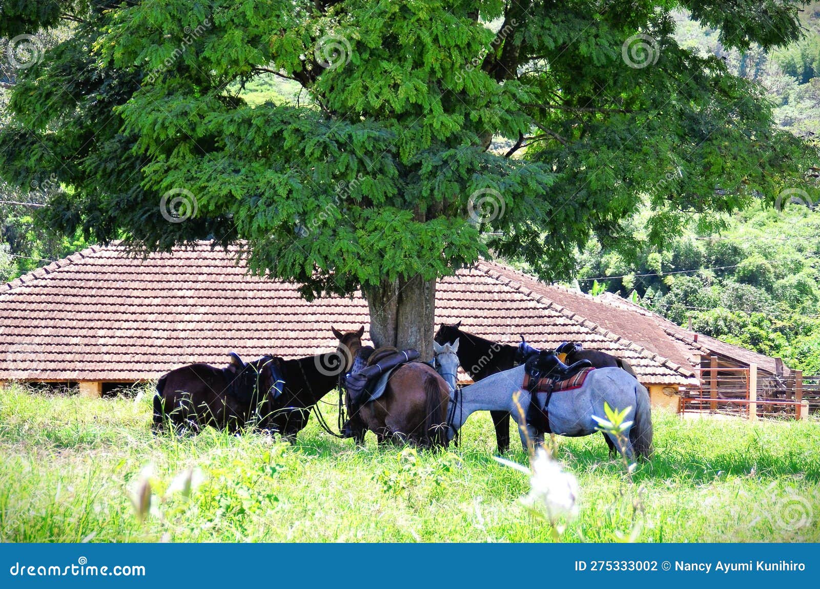 Horses Resting Under a Shade Tree Stock Photo - Image of farm, wildlife ...
