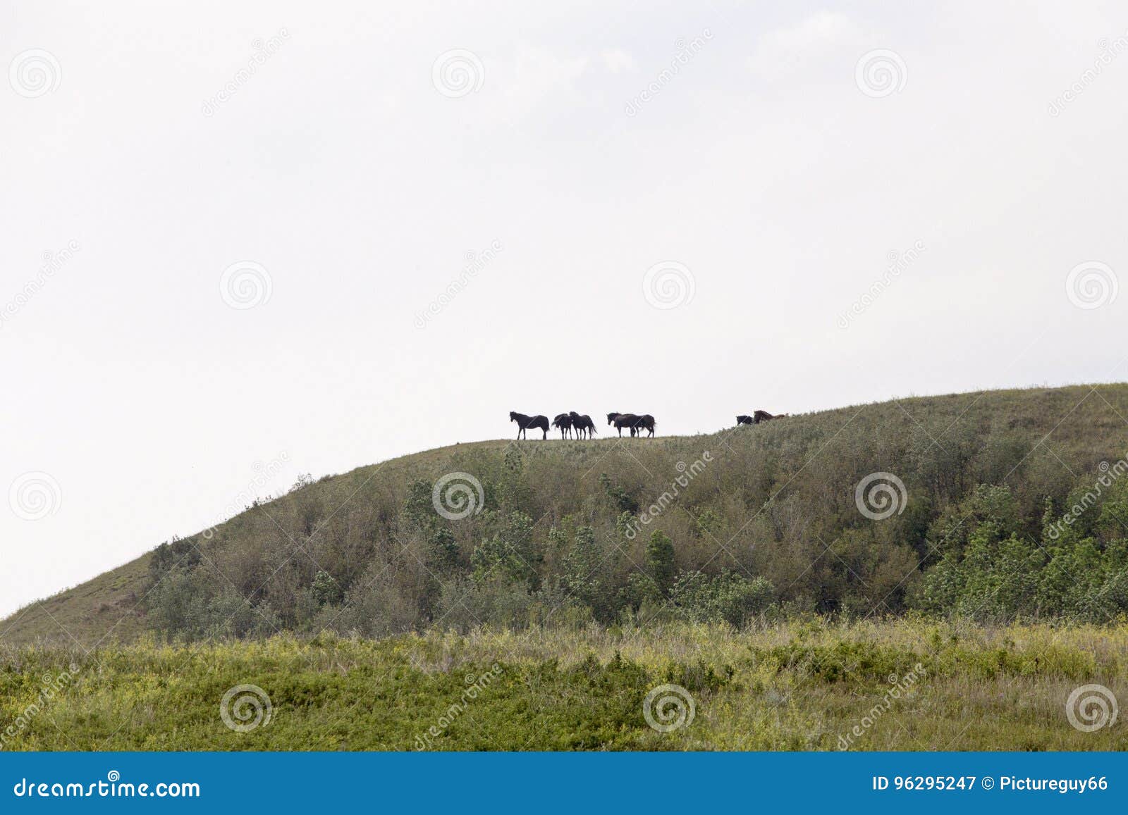 Horses on Ridge stock image. Image of national, ridge - 96295247