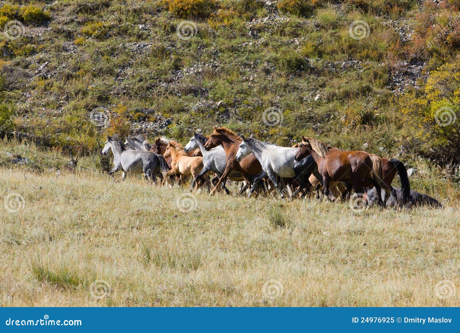 Horses Rises on a Mountain Slope Stock Image - Image of rural, meadow ...