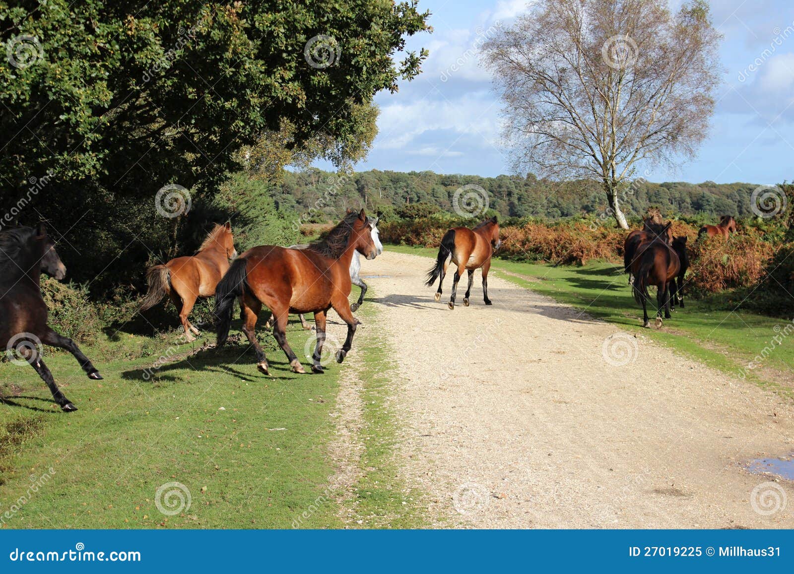 Horses run 2 stock image. Image of group, male, equine - 27019225