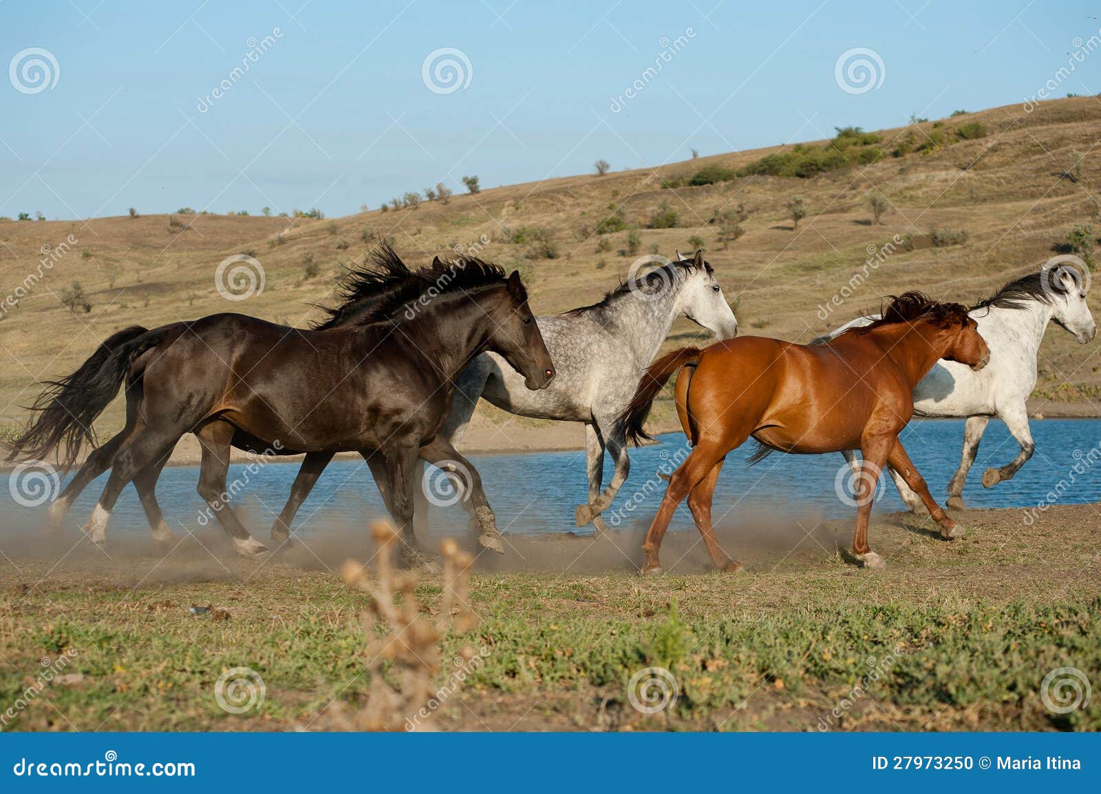 Horses run stock photo. Image of nature, gray, farm, herd - 27973250