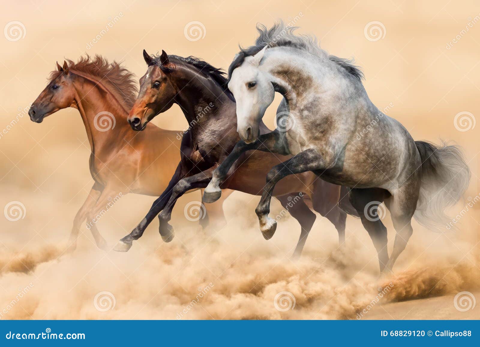 Horses run in dust stock photo. Image of male, equine - 68829120