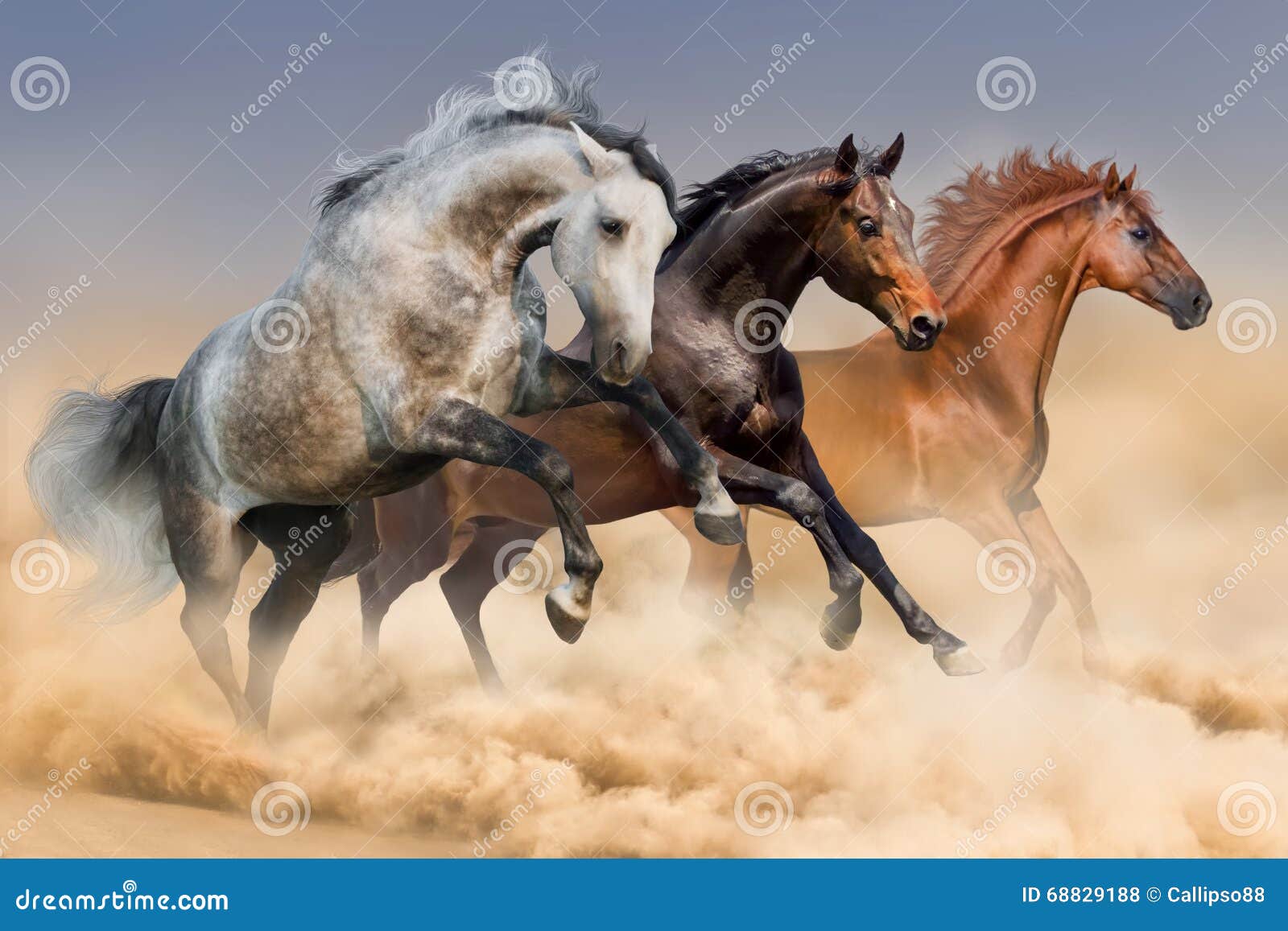 Horses run in dust stock photo. Image of ground, speed - 68829188