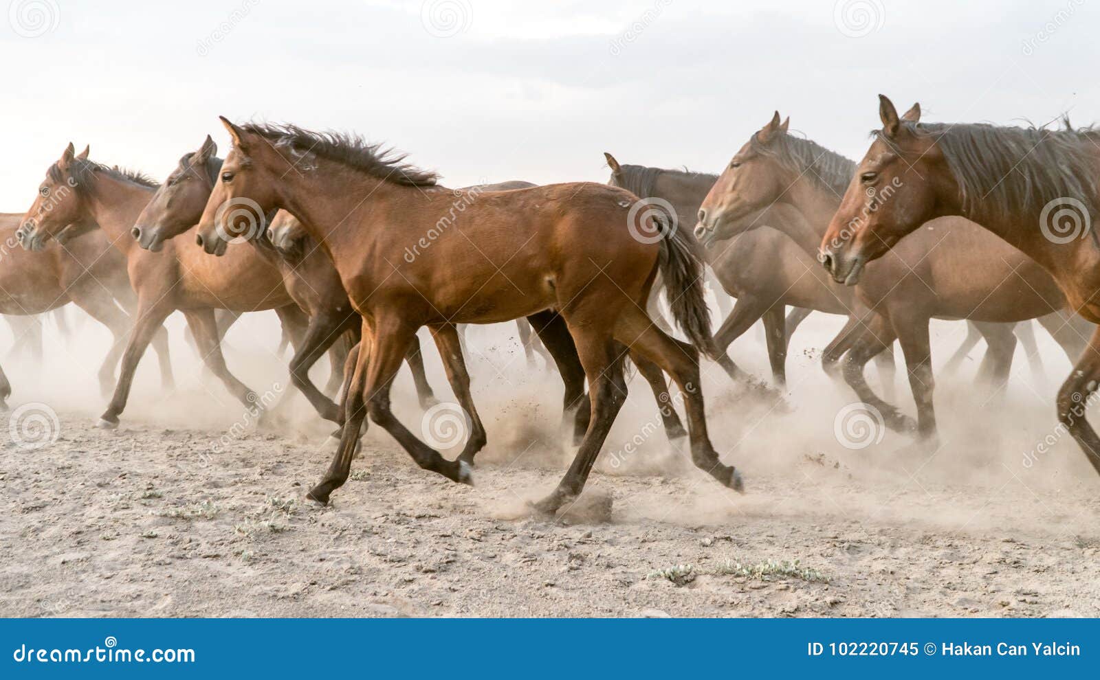 Horses run gallop in dust stock image. Image of mane - 102220745