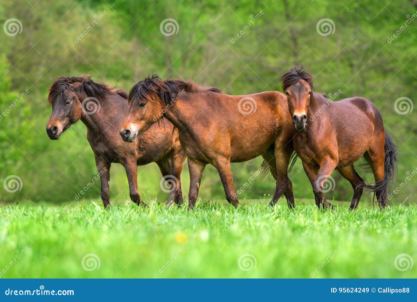 Horses run on pasture stock image. Image of beauty, running - 95624249