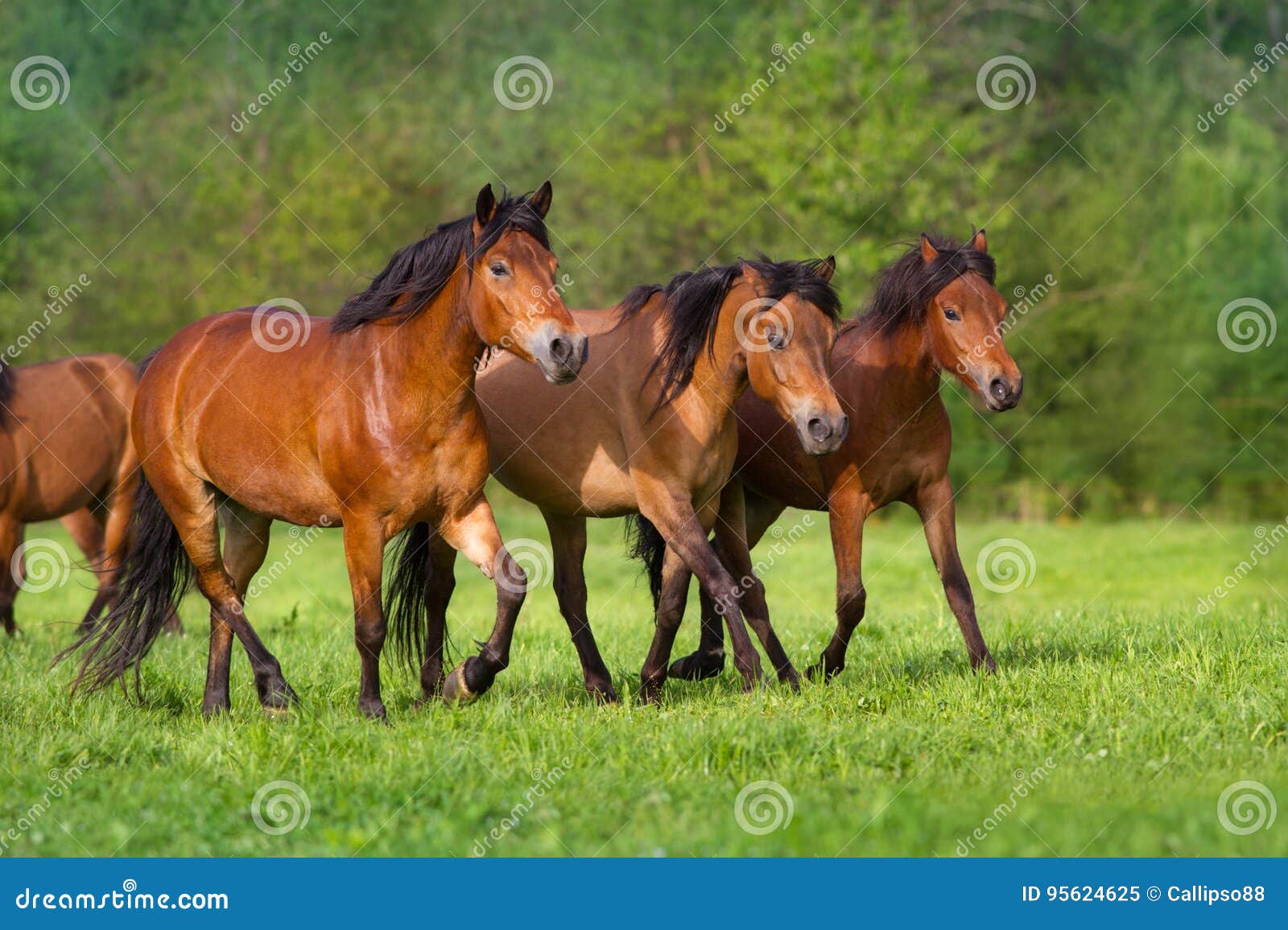 Horses run on pasture stock image. Image of running, horses - 95624625