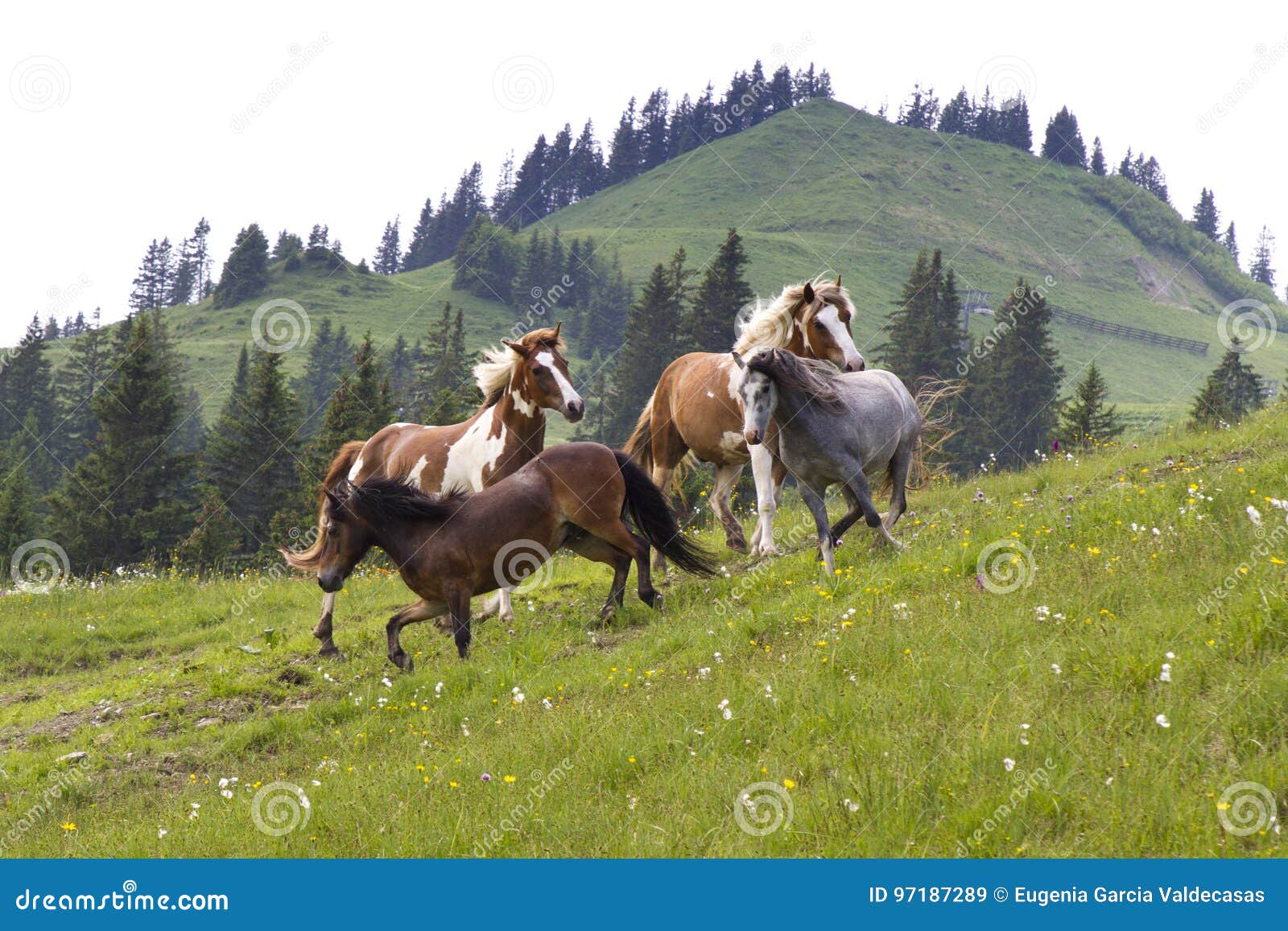 Horses running in a circle stock image. Image of running - 97187289