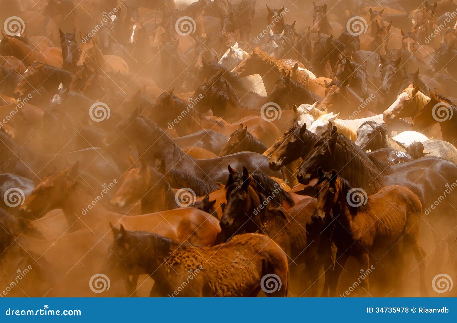 Horses running in the dust stock photo. Image of nature - 34735978