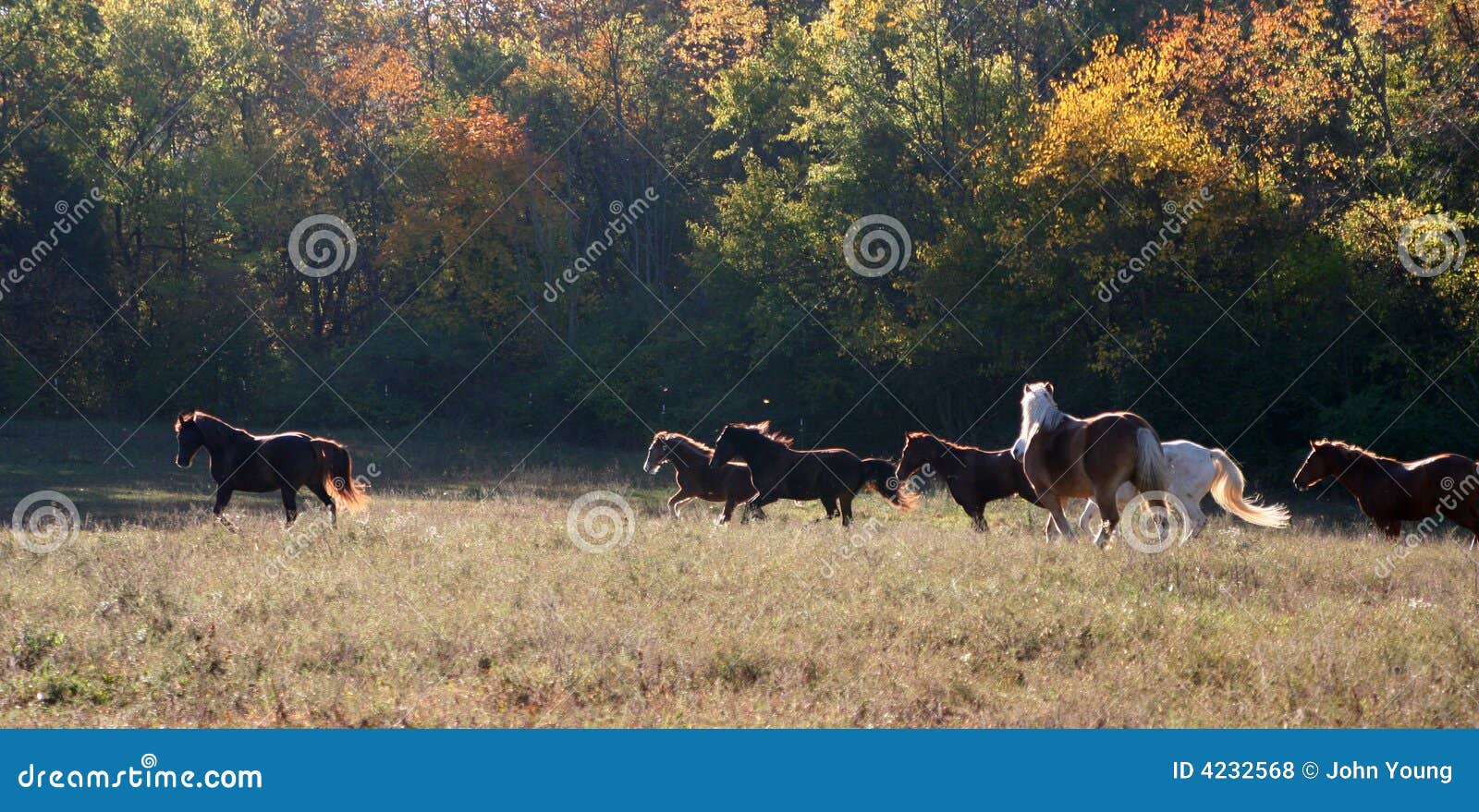 Horses Running in an Open Pasture Stock Photo - Image of animal ...