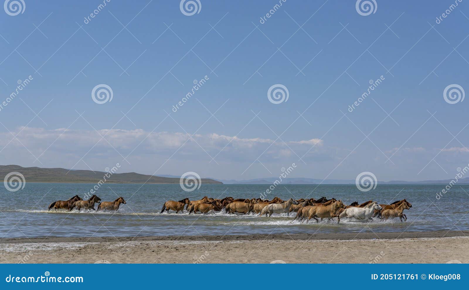Horses Running in Water Termen Lake Stock Image - Image of outdoor ...