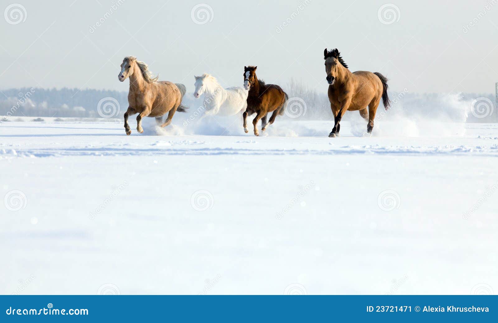Horses running in winter stock image. Image of male, livestock - 23721471
