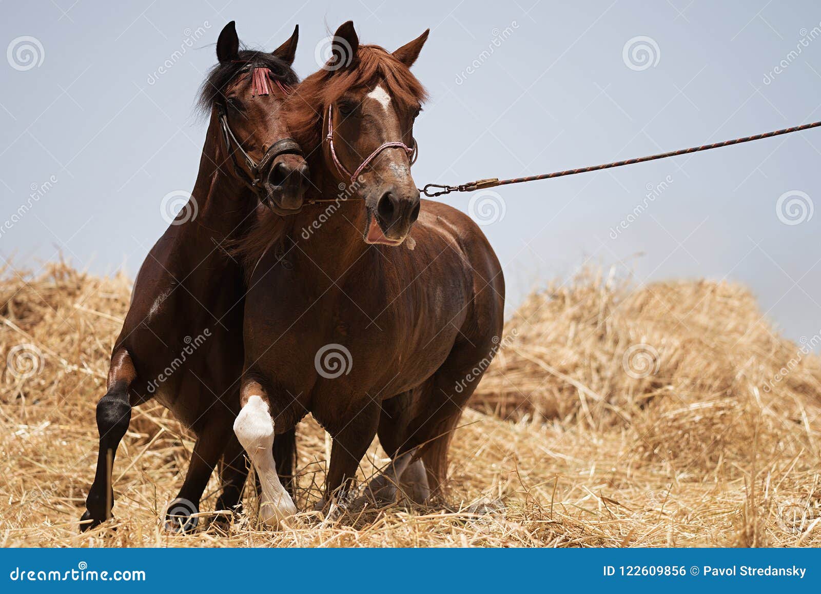 Horses Separating the Wheat from the Chaff Stock Photo - Image of ...