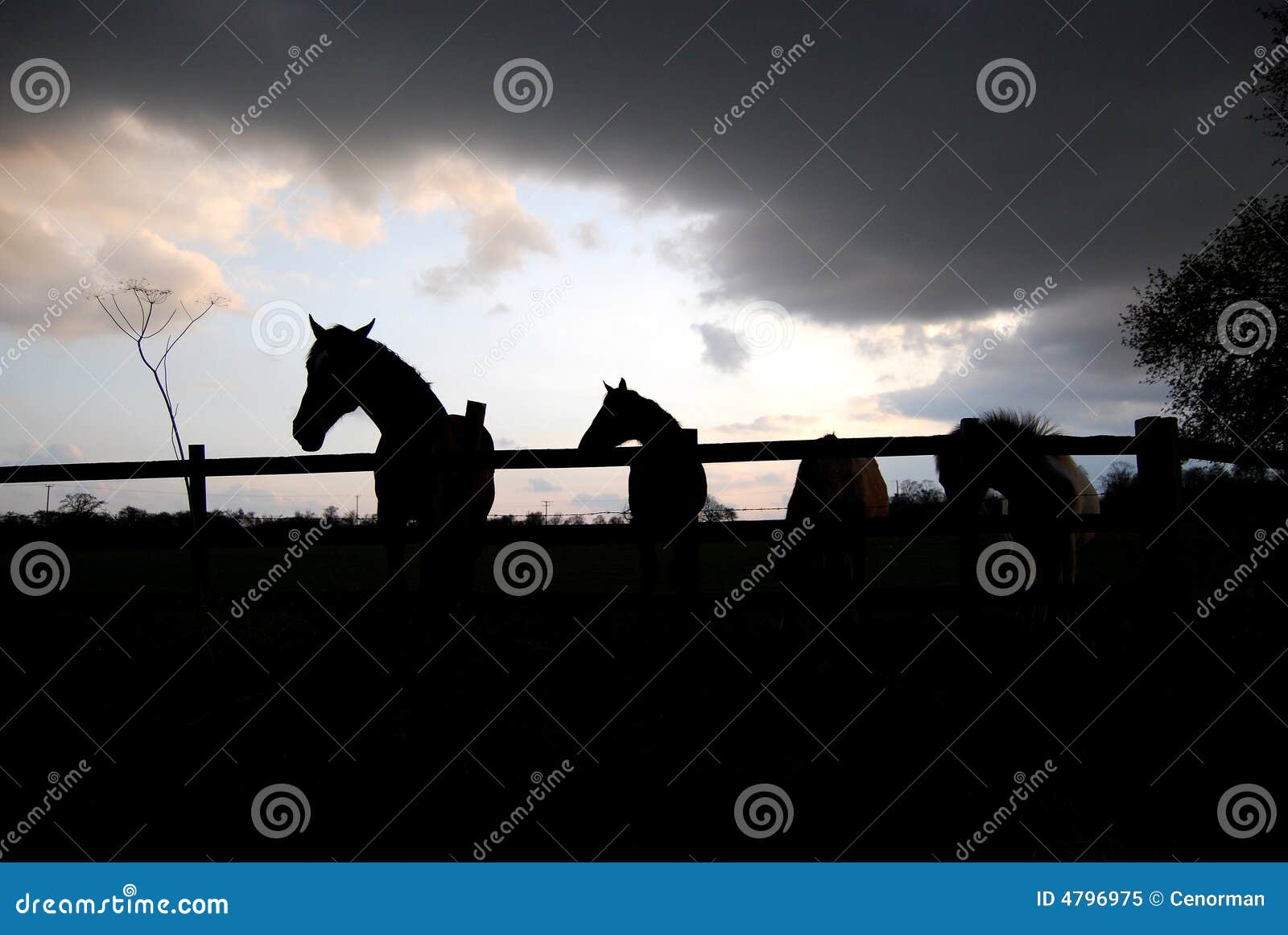 Horses In Silhouette Picture. Image: 4796975