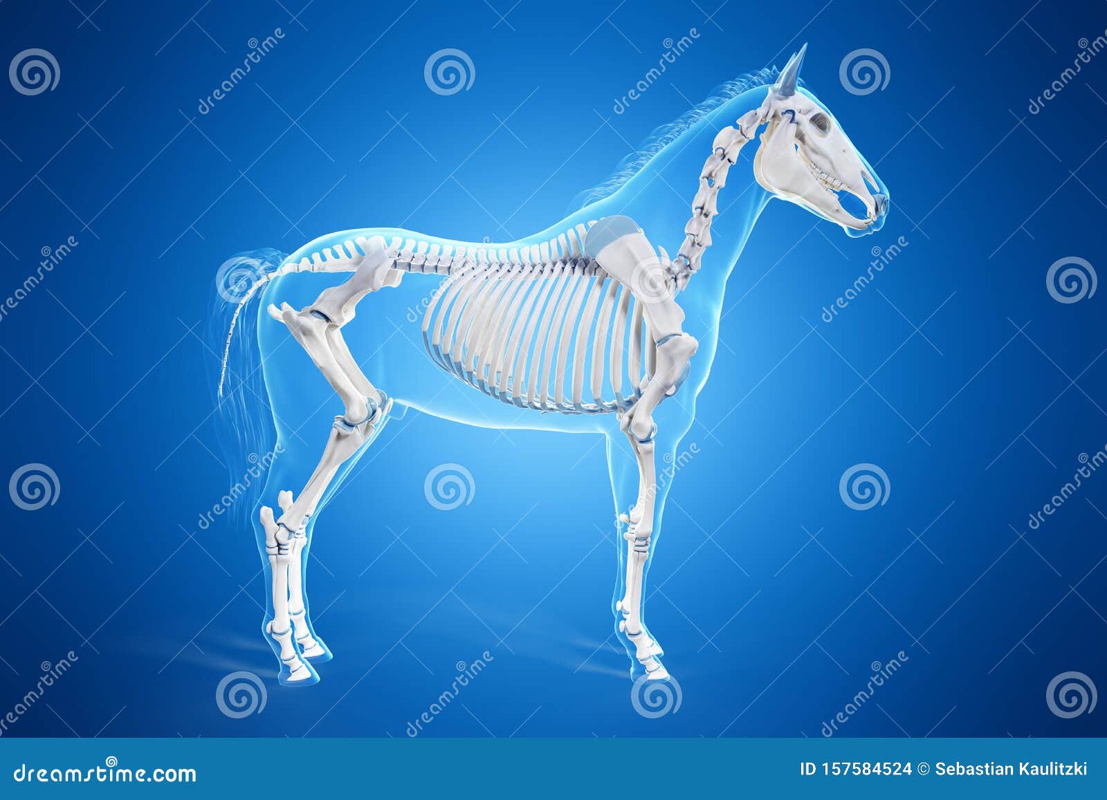 A horses skeleton stock illustration. Illustration of anatomical ...