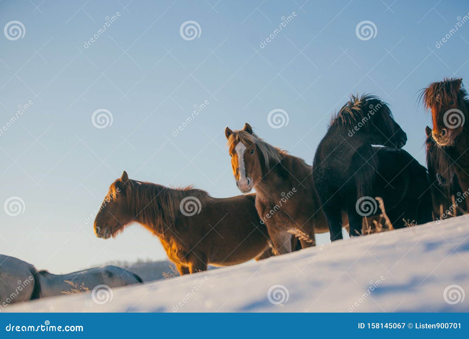 Horses on the Snow Field in Bashang, Inner Mongolia, China Stock Image ...