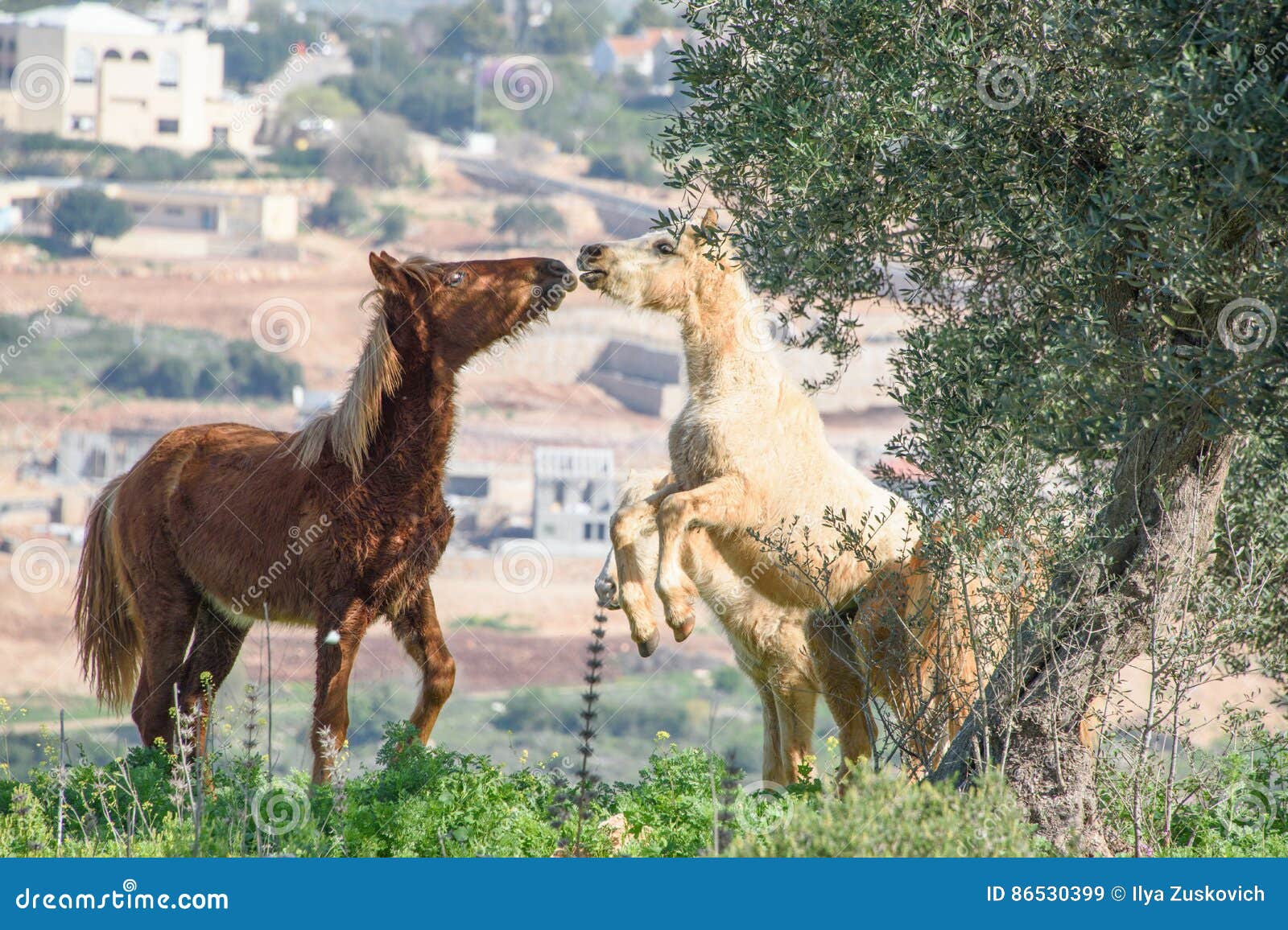 Horses in the spring stock image. Image of black, brown - 86530399