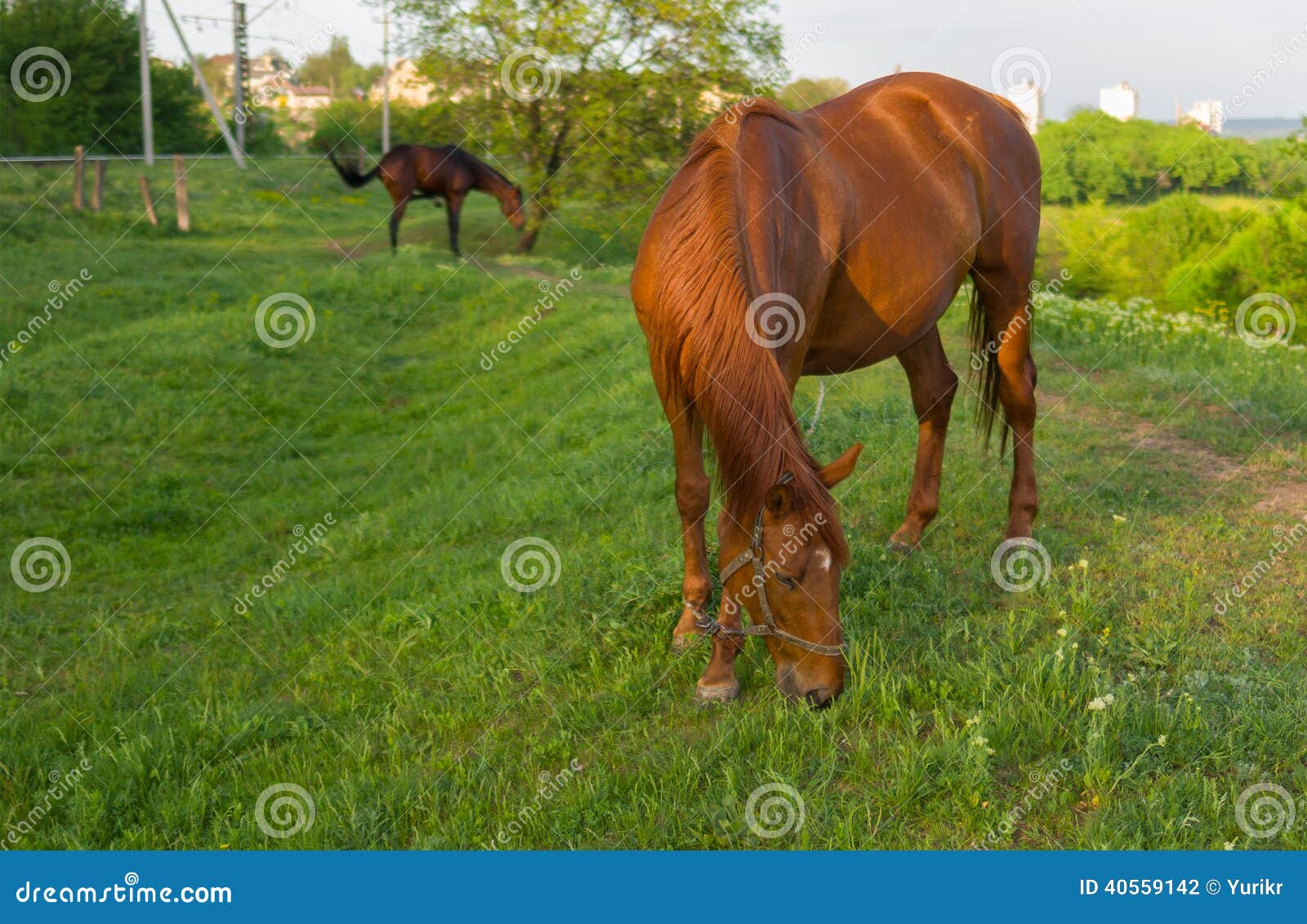 Horses on a spring pasture stock photo. Image of landscape - 40559142