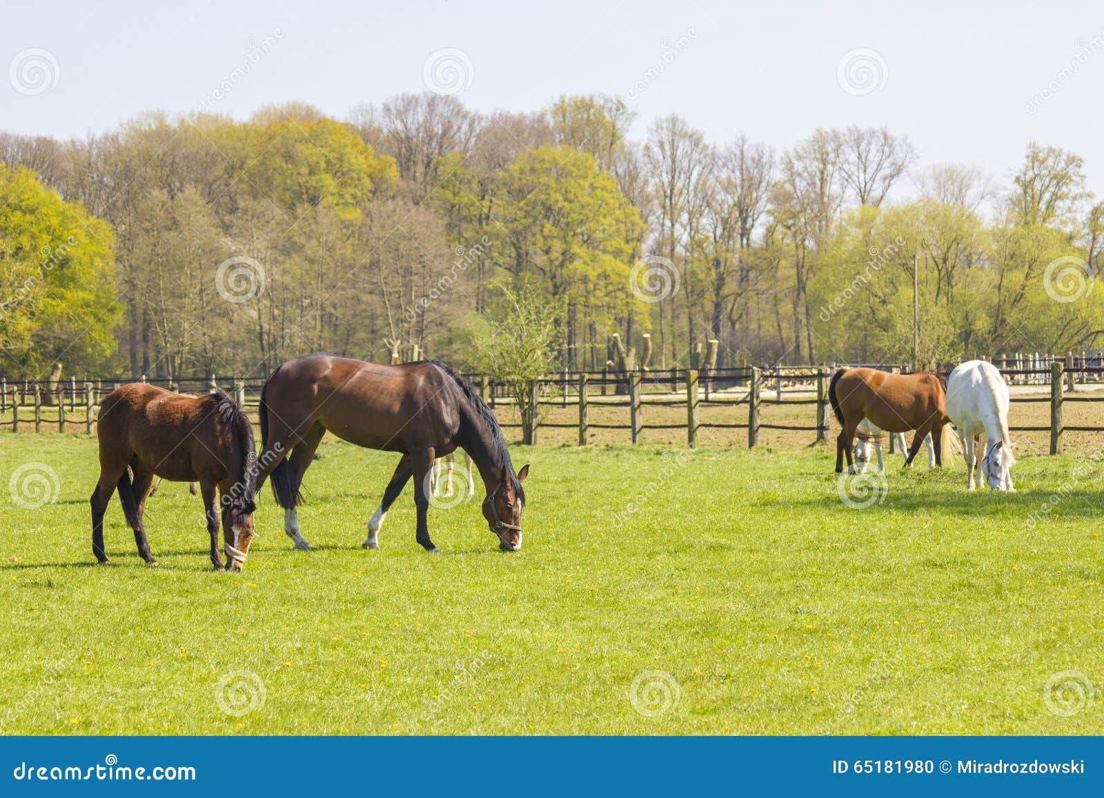 Horses on a spring pasture stock photo. Image of horseflesh - 65181980