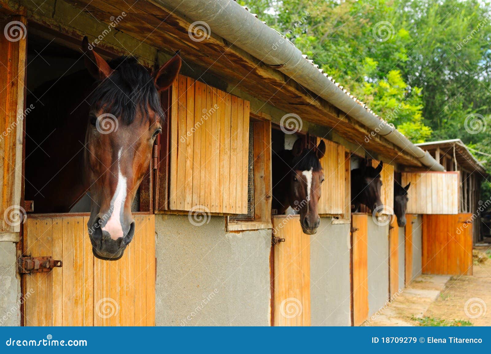 Horses in the stable stock image. Image of gate, pricked - 18709279