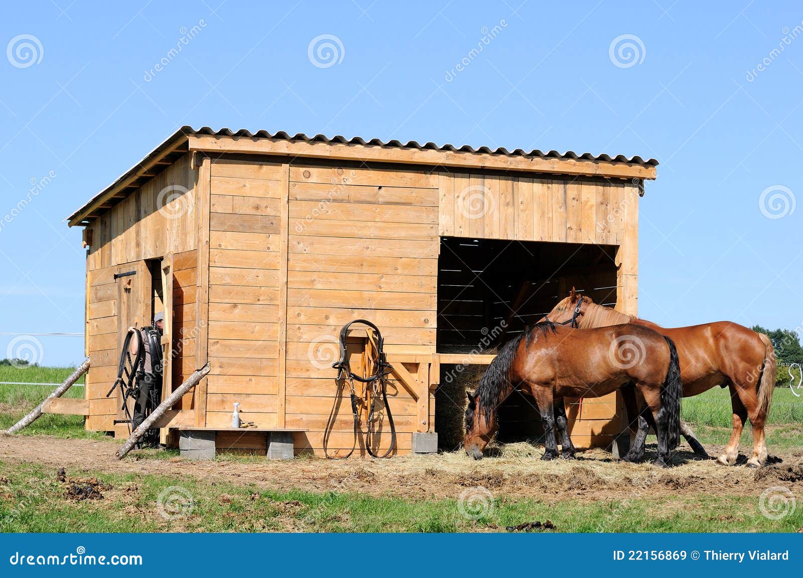 Horses stable stock image. Image of thoroughbred, saddle - 22156869