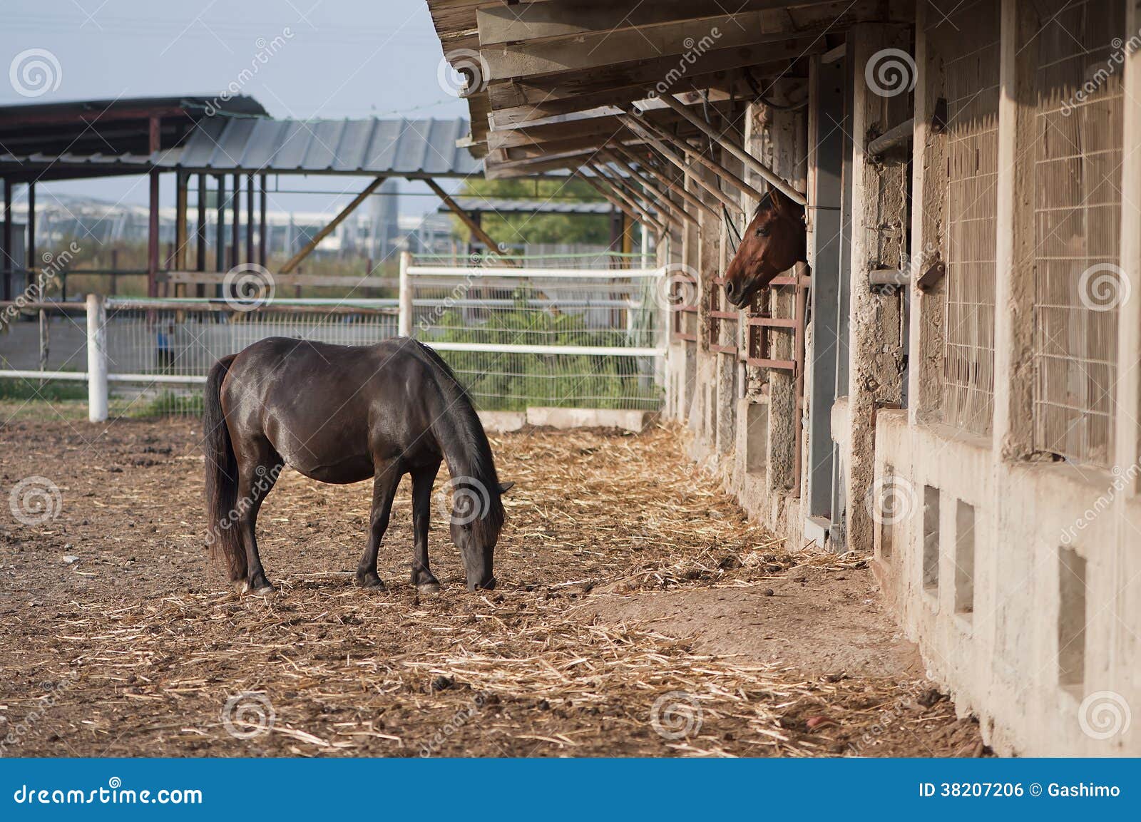 Horses in the stable stock photo. Image of country, nature - 38207206