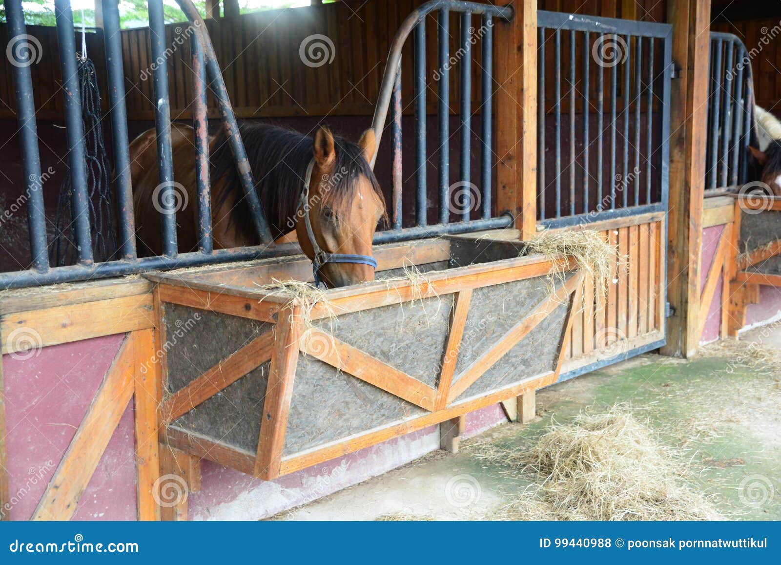 Horses in stable stock photo. Image of kick, rural, gate - 99440988