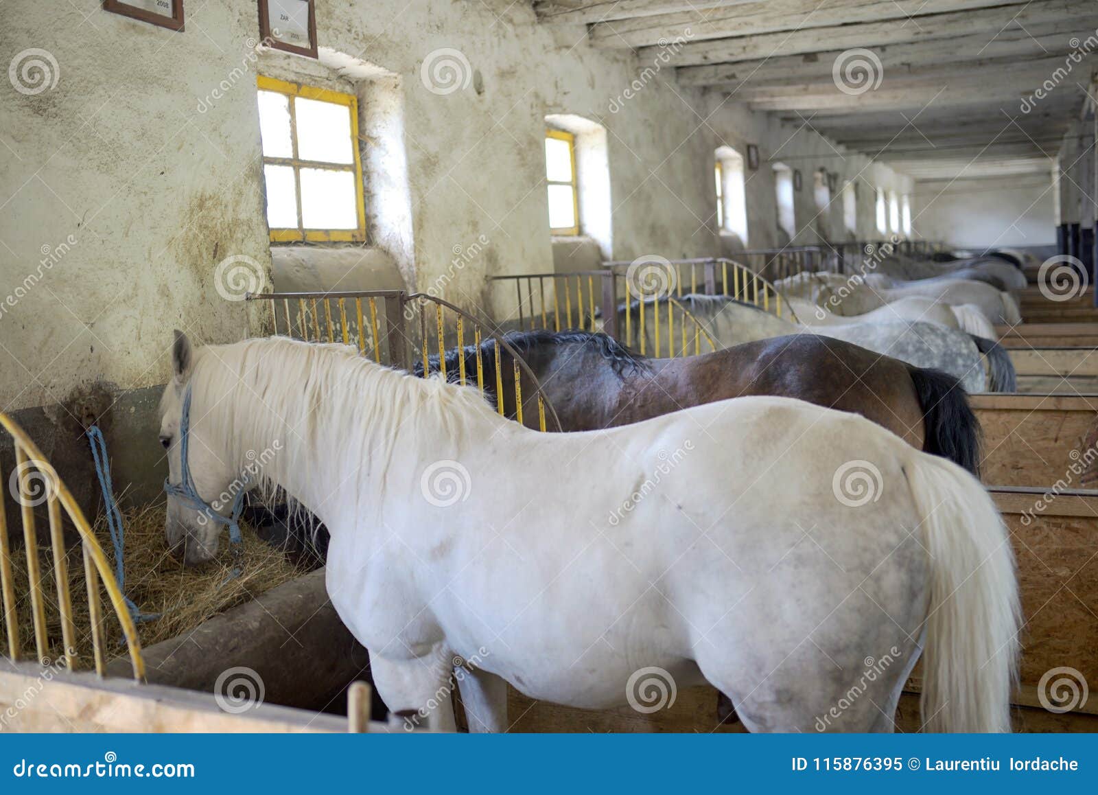 Horses in stable stock image. Image of pasture, riding - 115876395