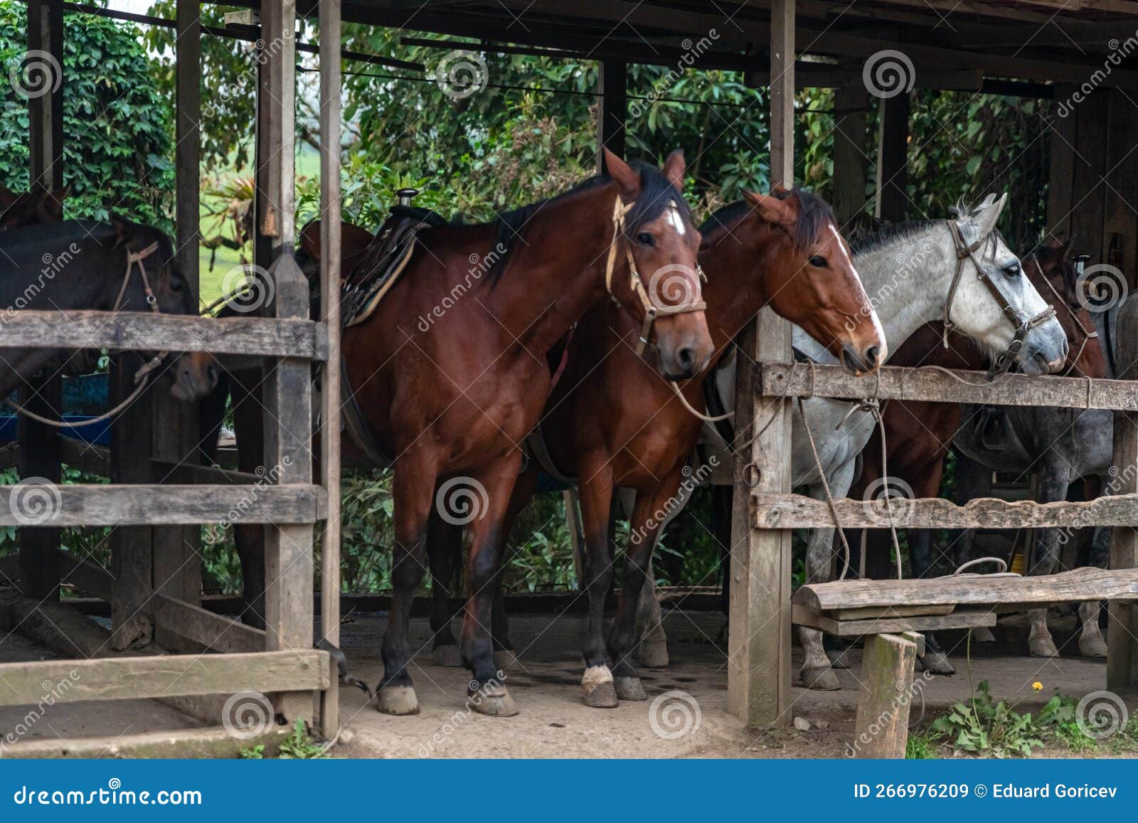 Horses in a Stable on a Farm Stock Image - Image of profile, race ...