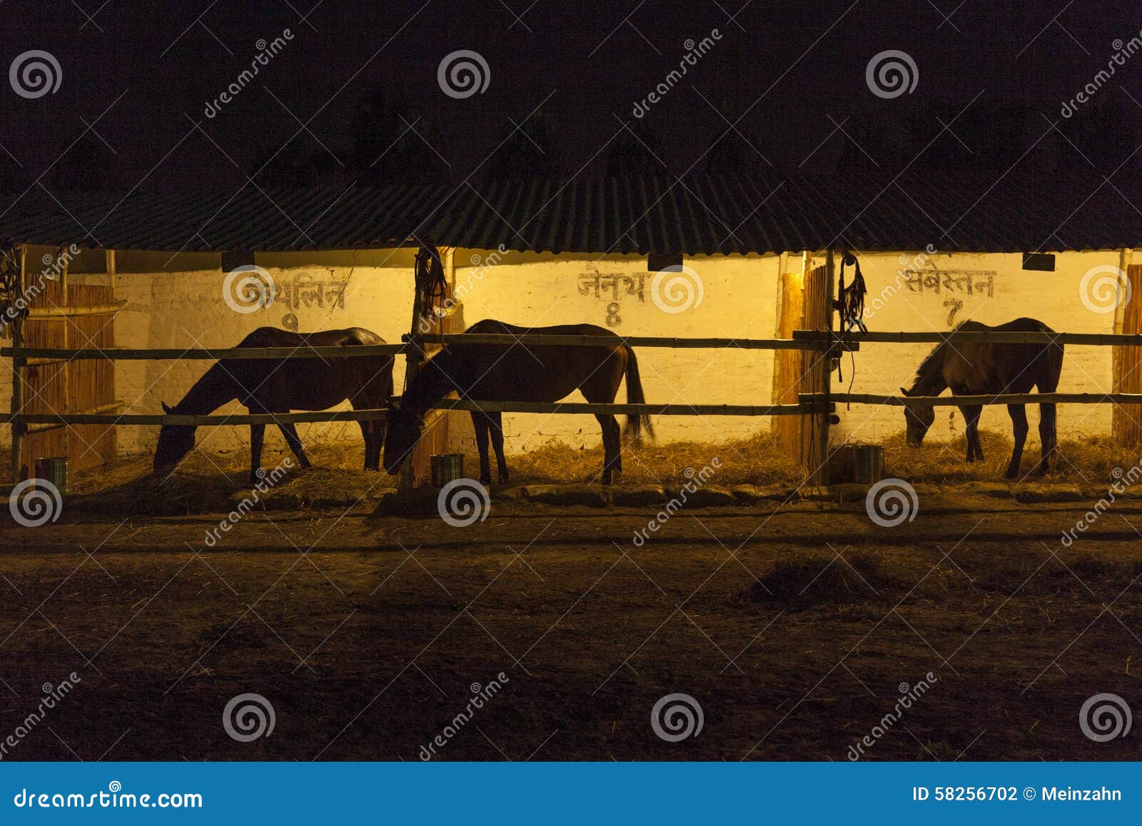 Horses in the Stable at Night Stock Photo - Image of happy, night: 58256702