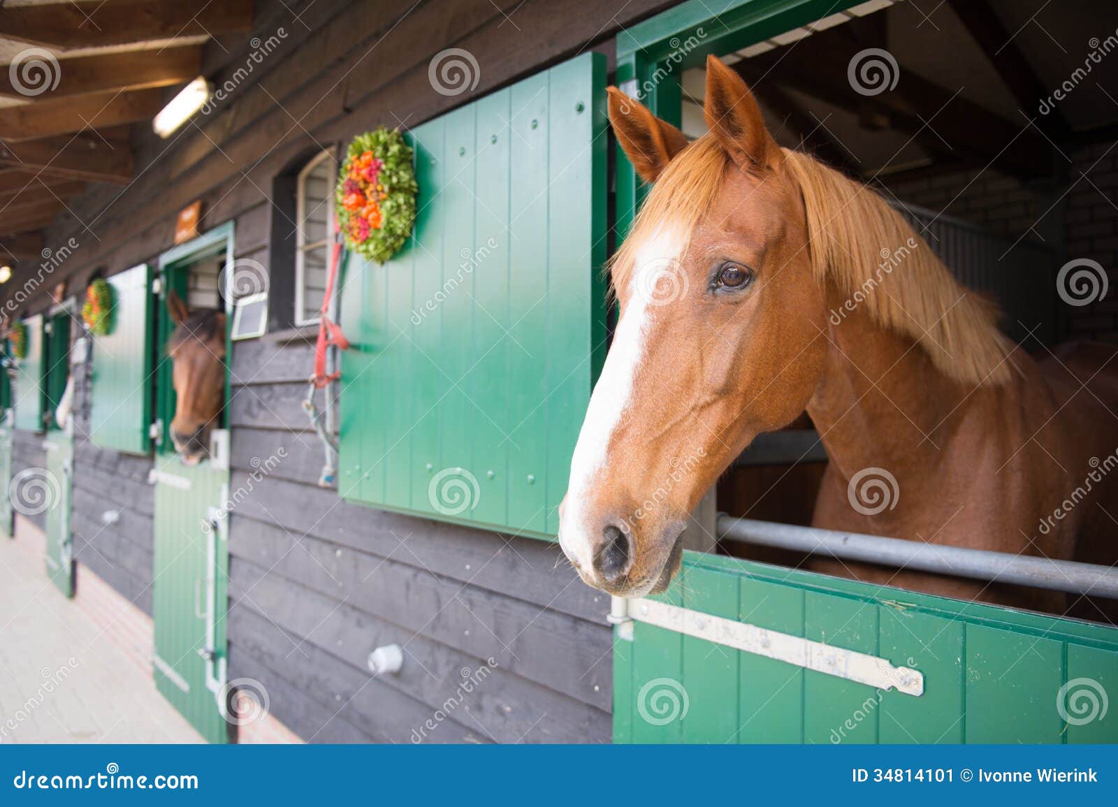 Horses in the stable stock image. Image of animals, soest - 34814101