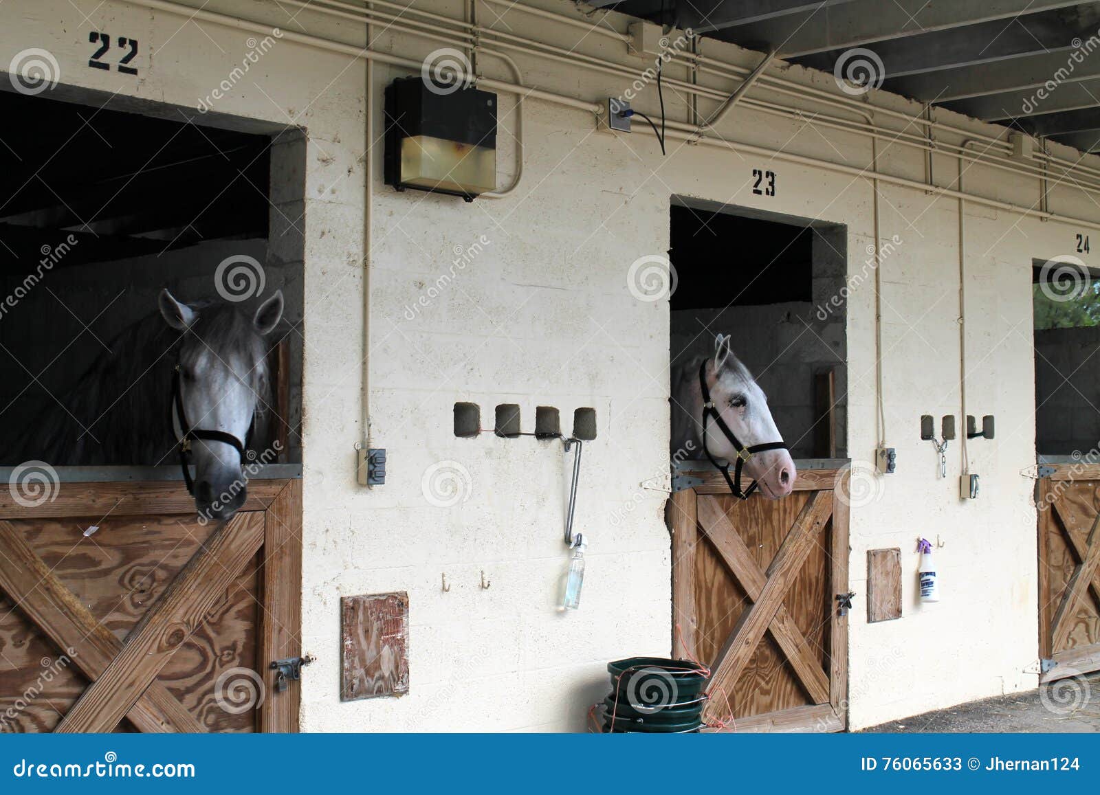 Horses in stable editorial stock photo. Image of equine - 76065633
