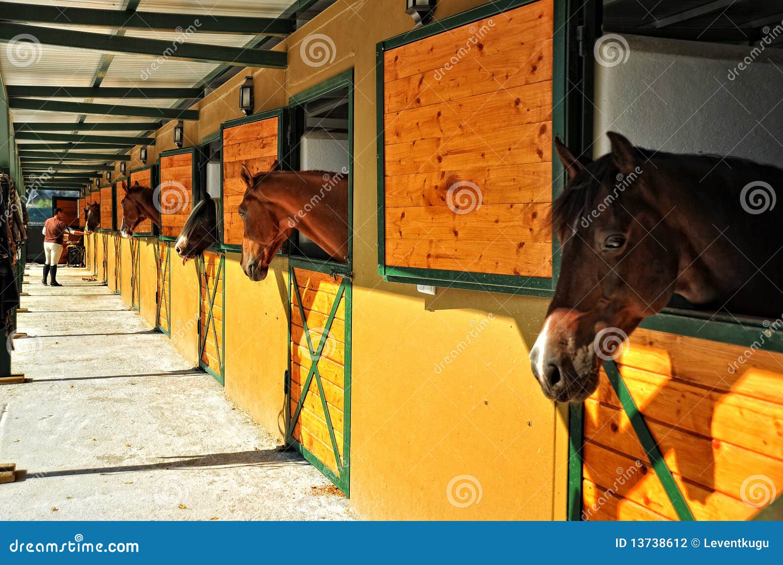 Horses in the stables stock photo. Image of gelding, pastures - 13738612