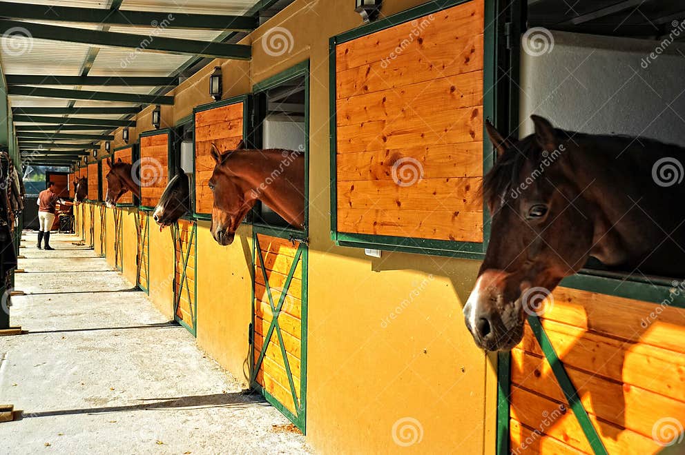 Horses in the stables stock photo. Image of gelding, pastures - 13738612