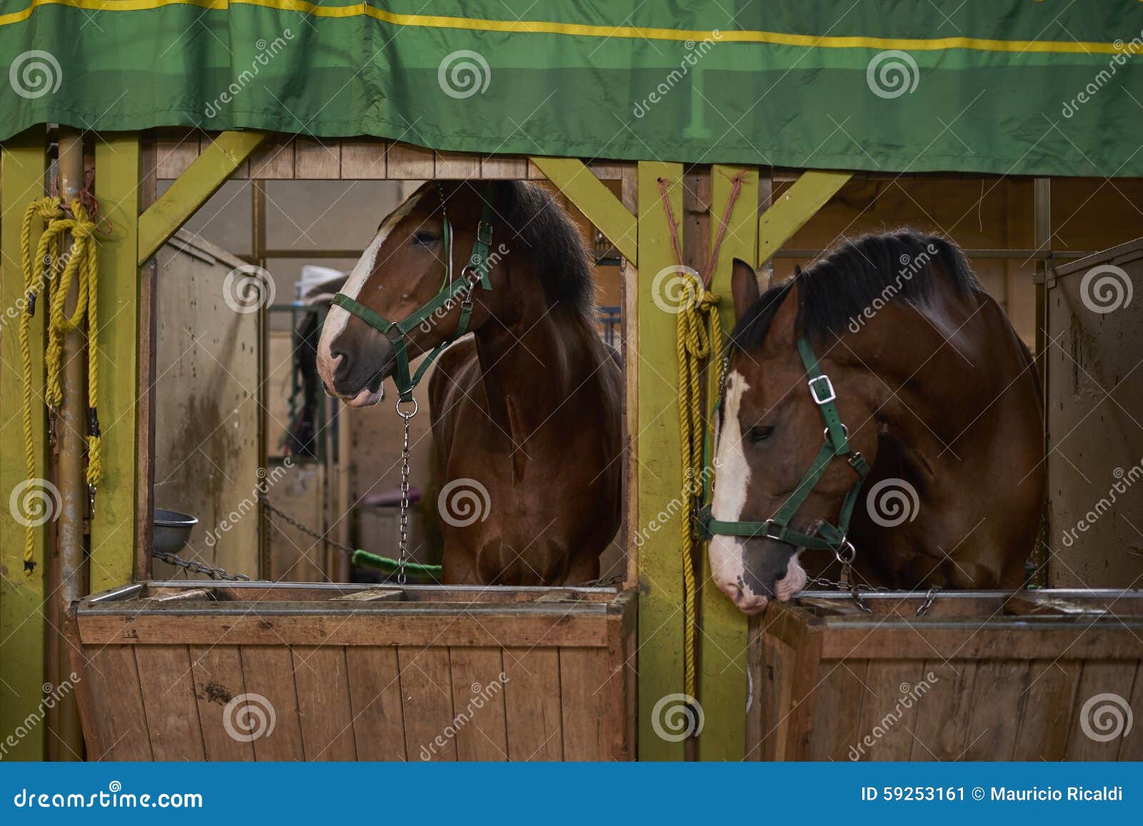 Horses in the stables stock image. Image of portrait - 59253161