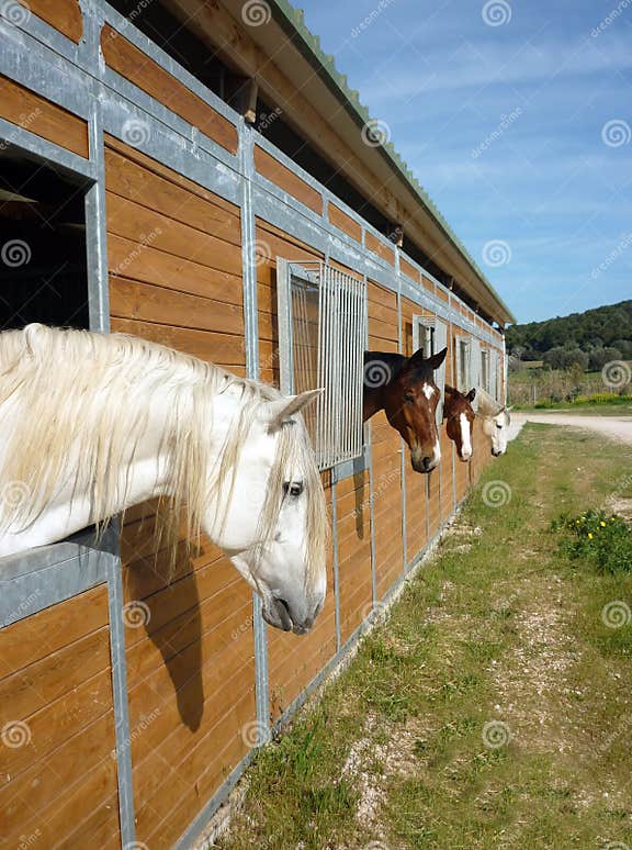 Horses in stall stock image. Image of country, farmland - 13533621