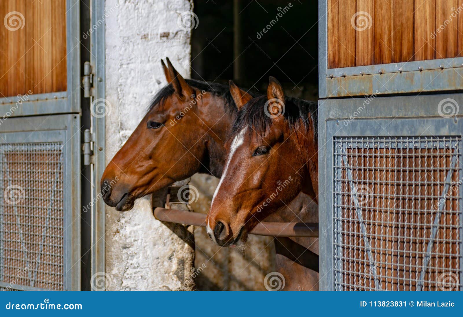 Horses are Standing in the Stable Stock Image - Image of luxury, animal ...