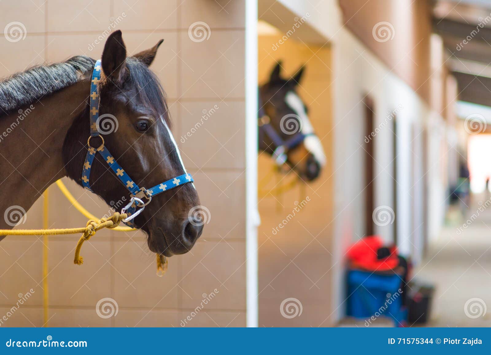 Horses in Stud Boxes stock photo. Image of farming, race - 71575344