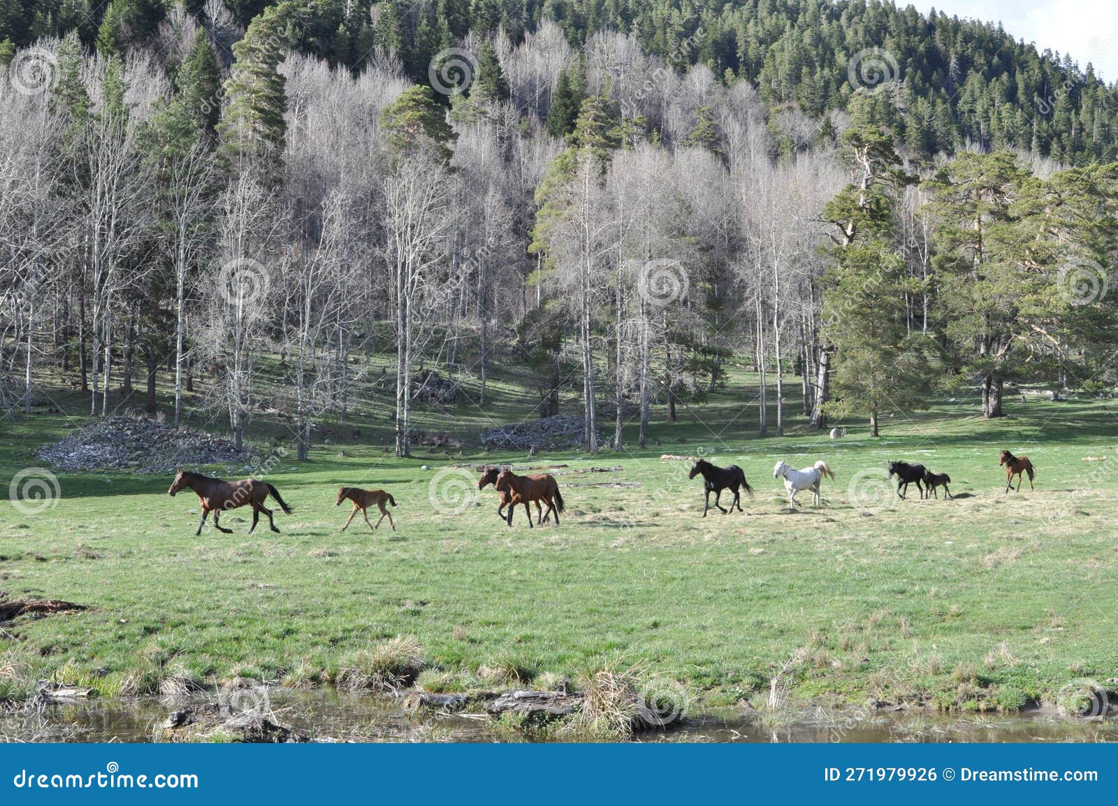 Horses in summer stock photo. Image of pasture, horses - 271979926