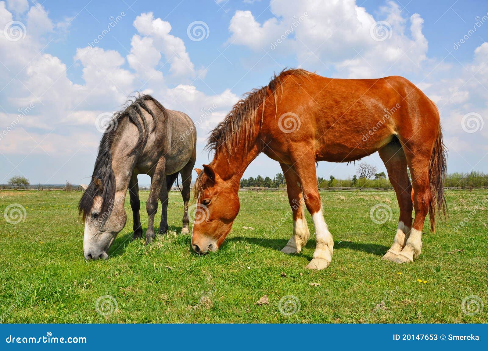 Horses on a summer pasture stock image. Image of slope - 20147653