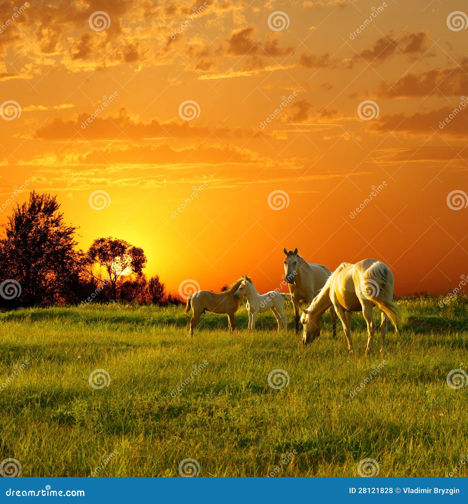 Horses at sunset stock photo. Image of summer, nature - 28121828