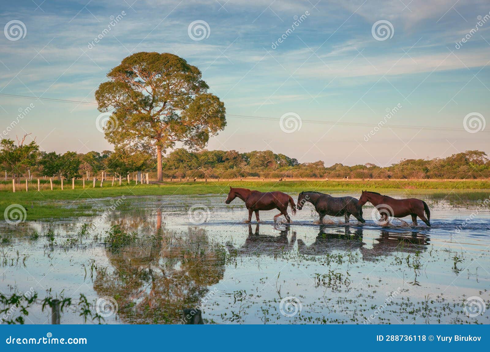 Horses Swim through the Swamps Stock Photo - Image of farm, mare: 288736118