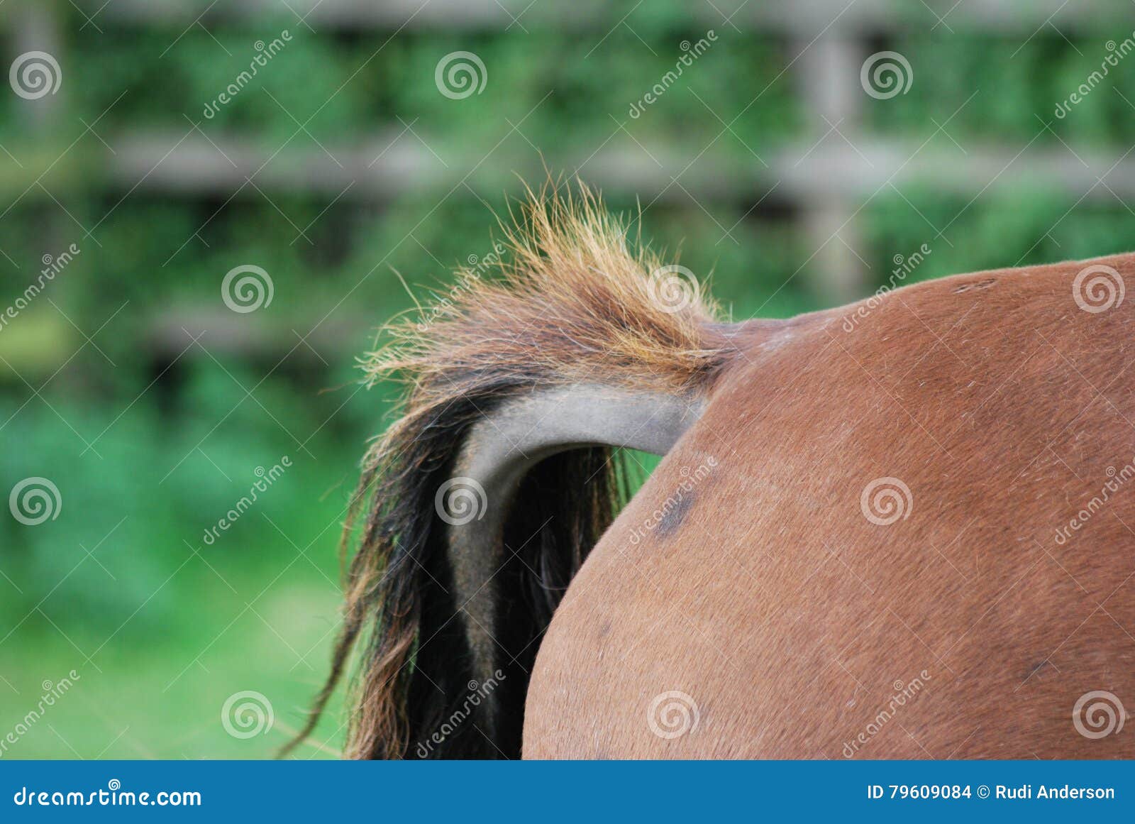 Horse Tails Without Hair